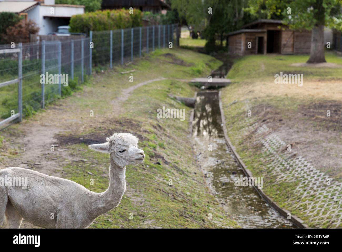 Animal alpaca hi-res stock photography and images - Alamy