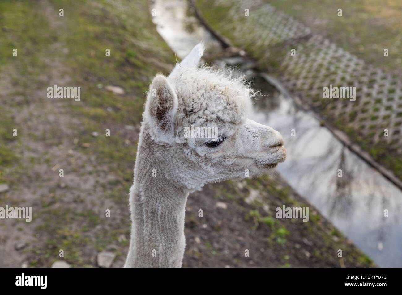 Portrait of a cute smiling alpaca, animal close-up Stock Photo - Alamy