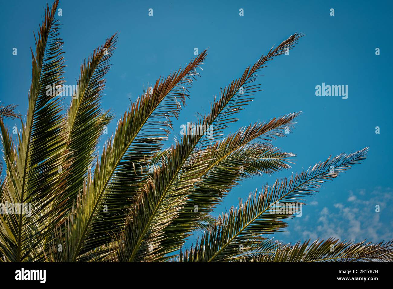 Palm tree fronds against a blue sky with clouds Stock Photo - Alamy