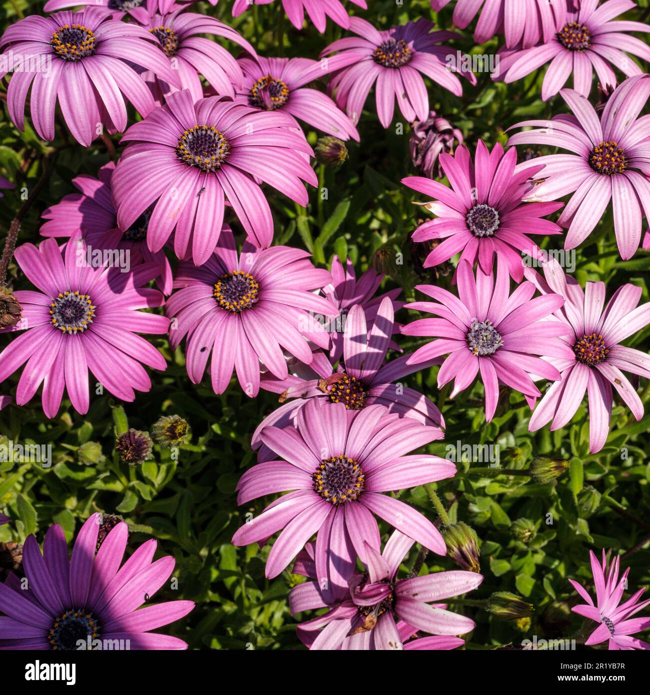 Group of Cape Marguerite flowers in sun against green foliage ...