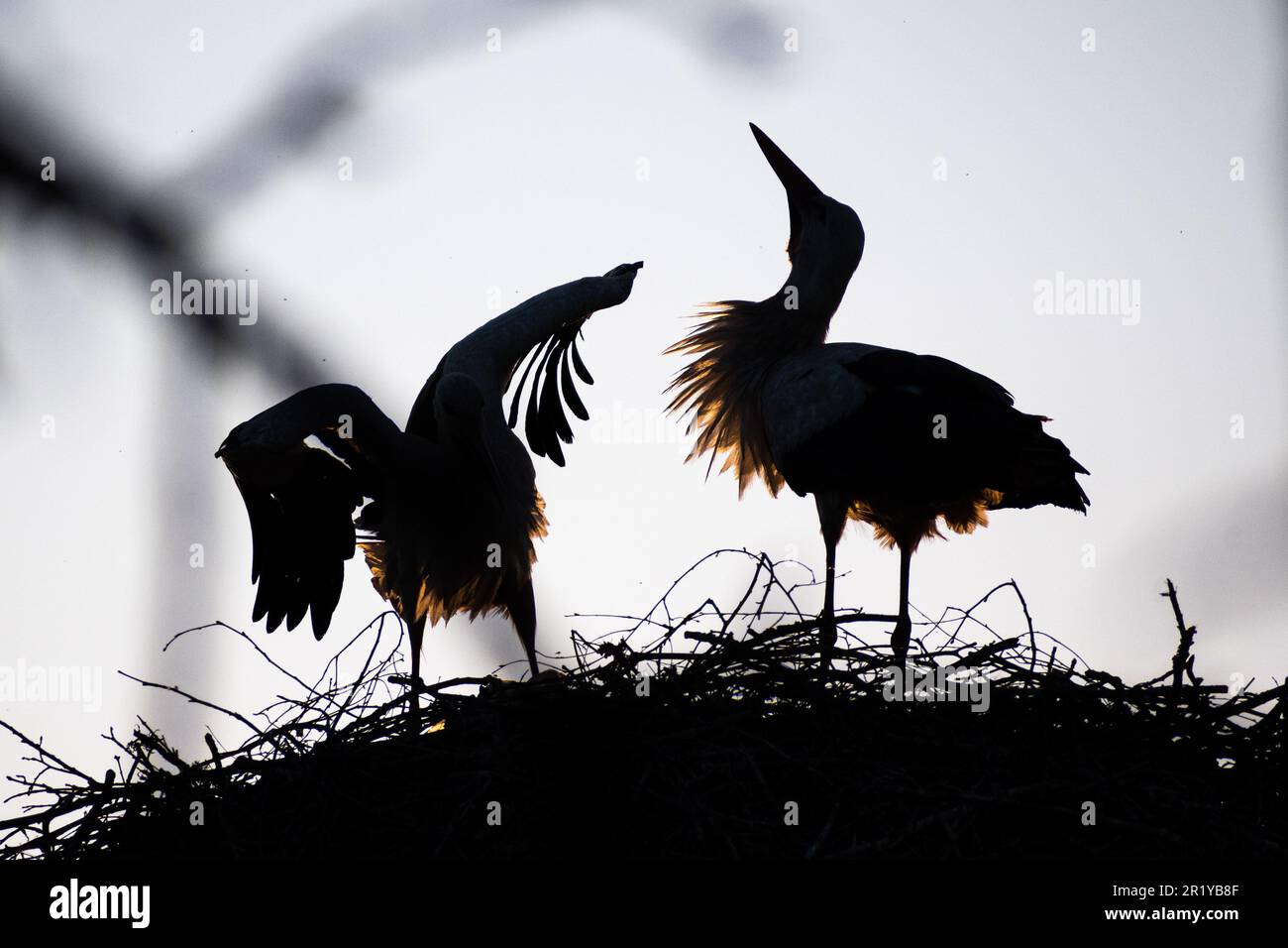 Beautiful silhouette of a couple of white and black storks nesting in a ...