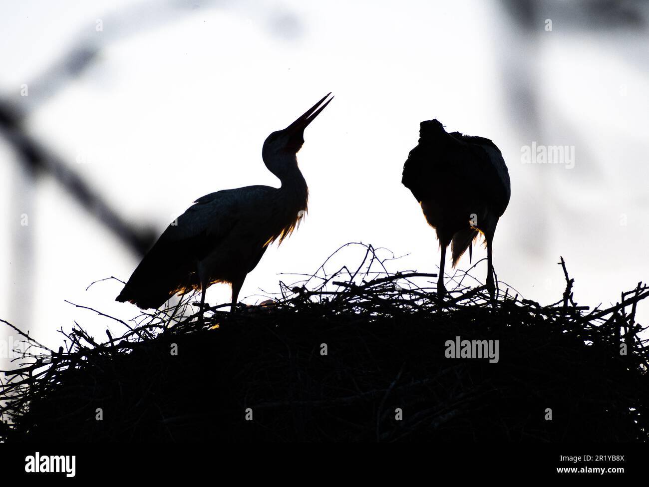 Beautiful silhouette of a couple of white and black storks nesting in a ...