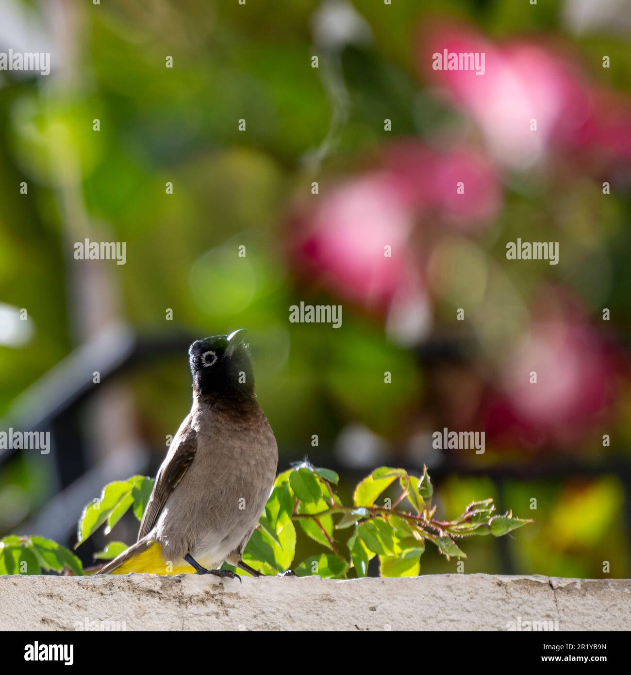 Yellow-vented Bulbul (Pycnonotus xanthopygos) in an urban garden ...