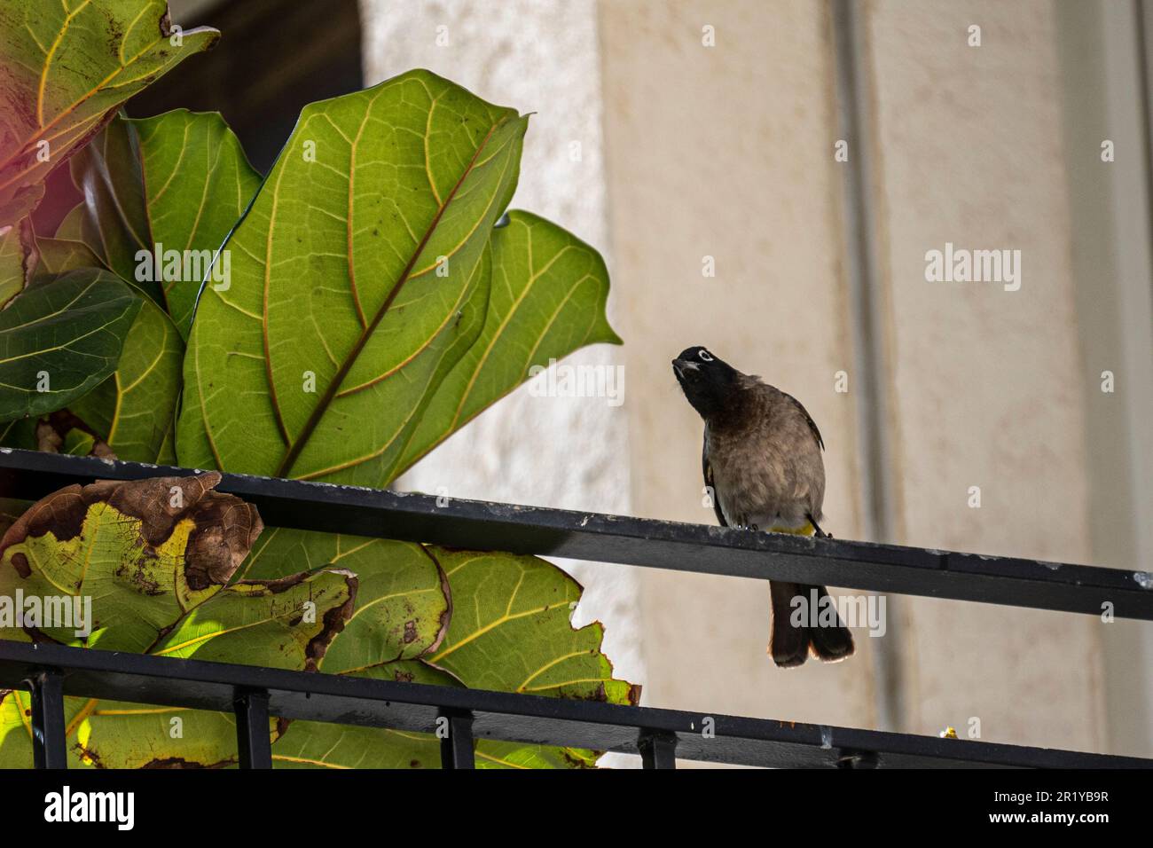 Yellow-vented Bulbul (Pycnonotus xanthopygos) in an urban garden ...