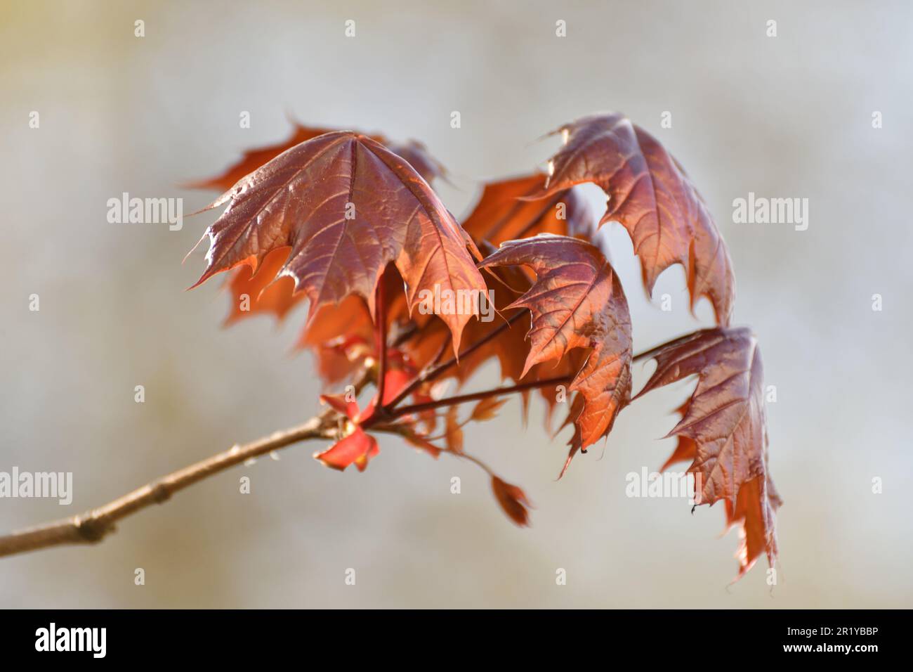 Fall colors in early spring hi-res stock photography and images - Alamy