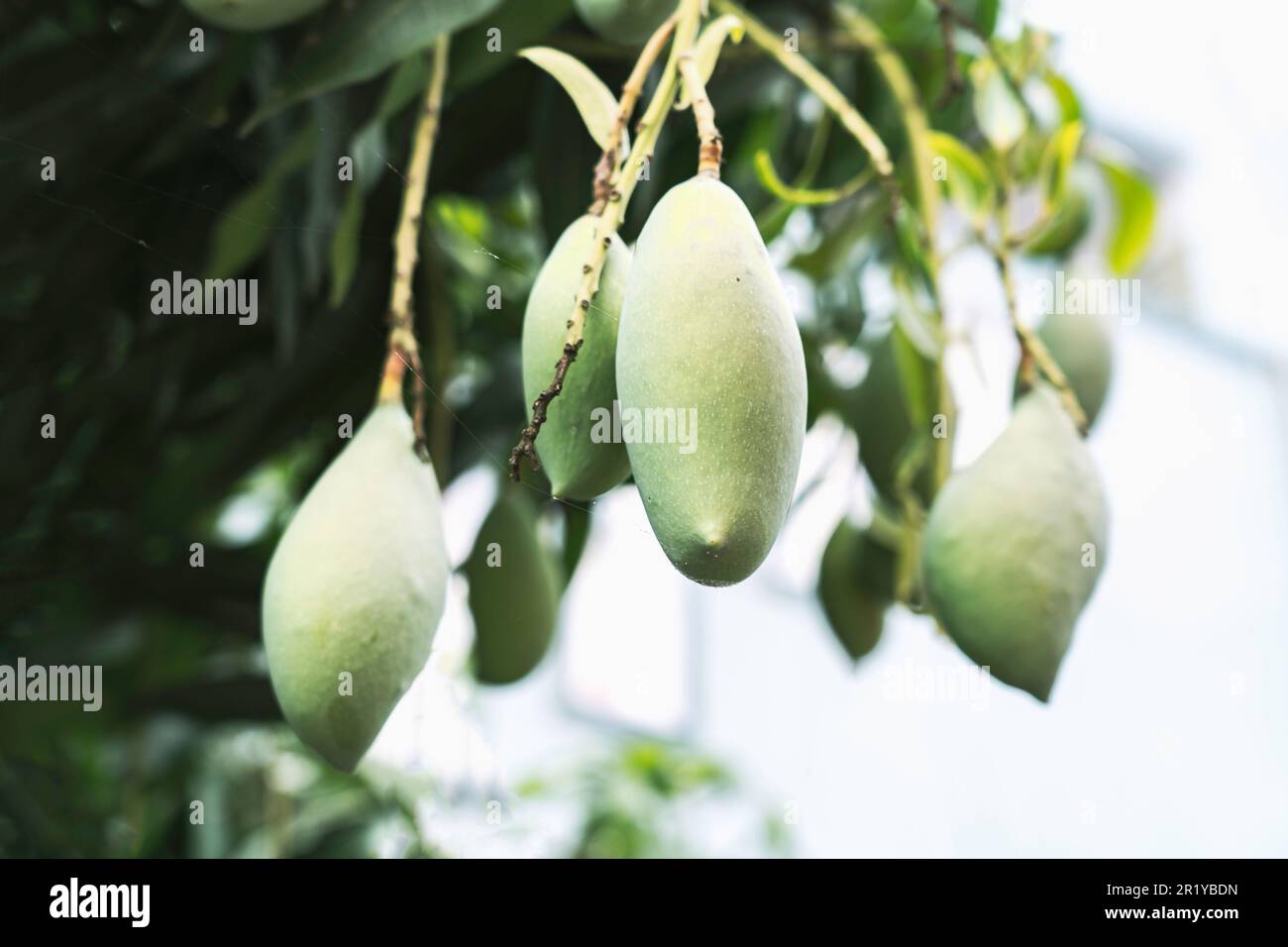 Mango harvesting plant hi-res stock photography and images - Alamy