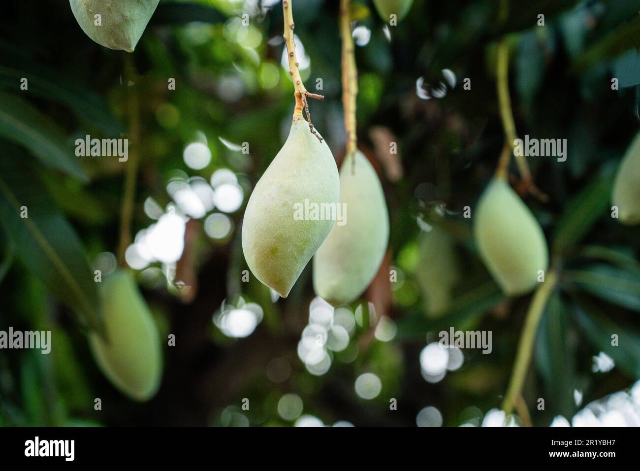 Mango harvesting plant hi-res stock photography and images - Alamy