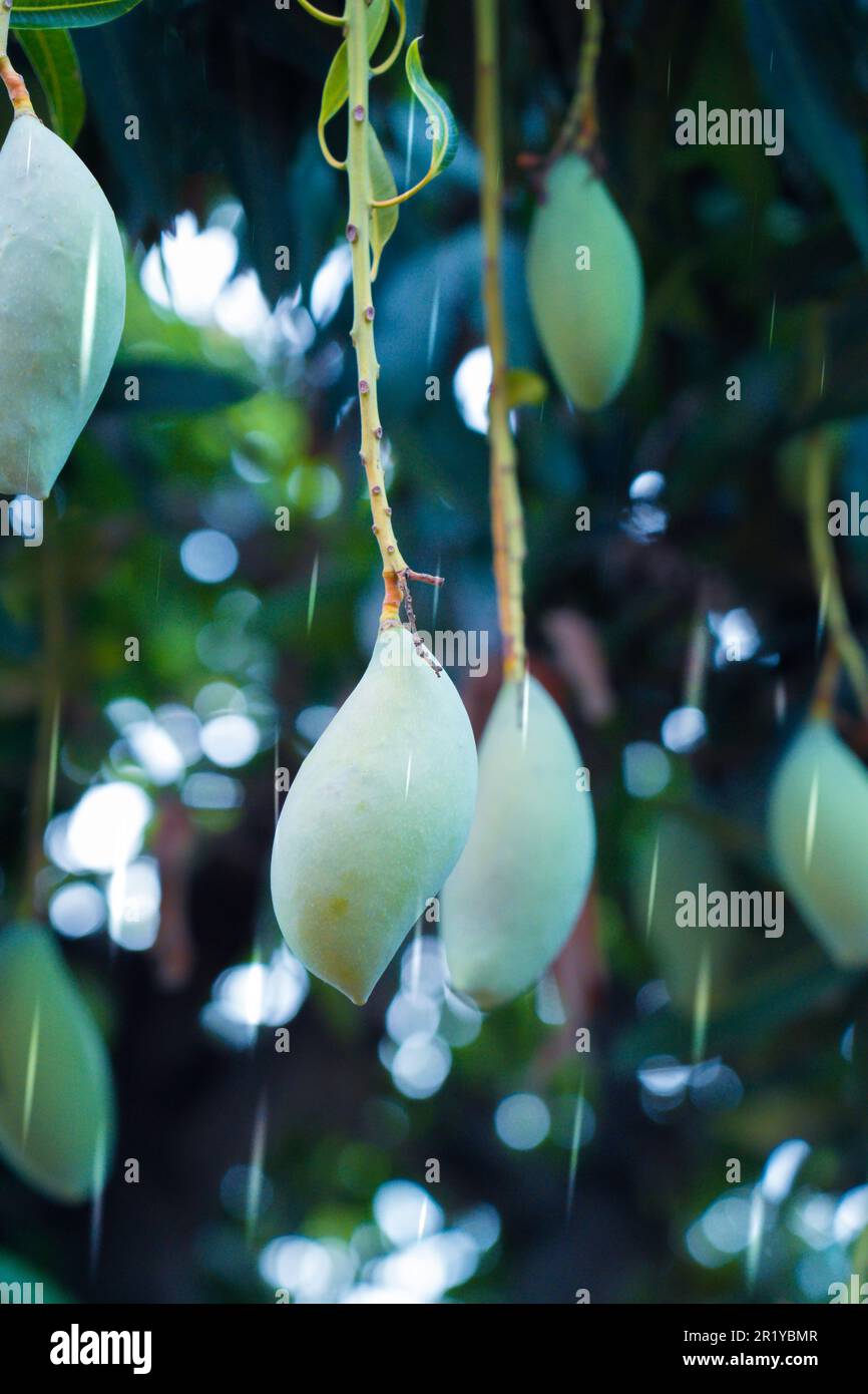 Mango sunset hi-res stock photography and images - Alamy
