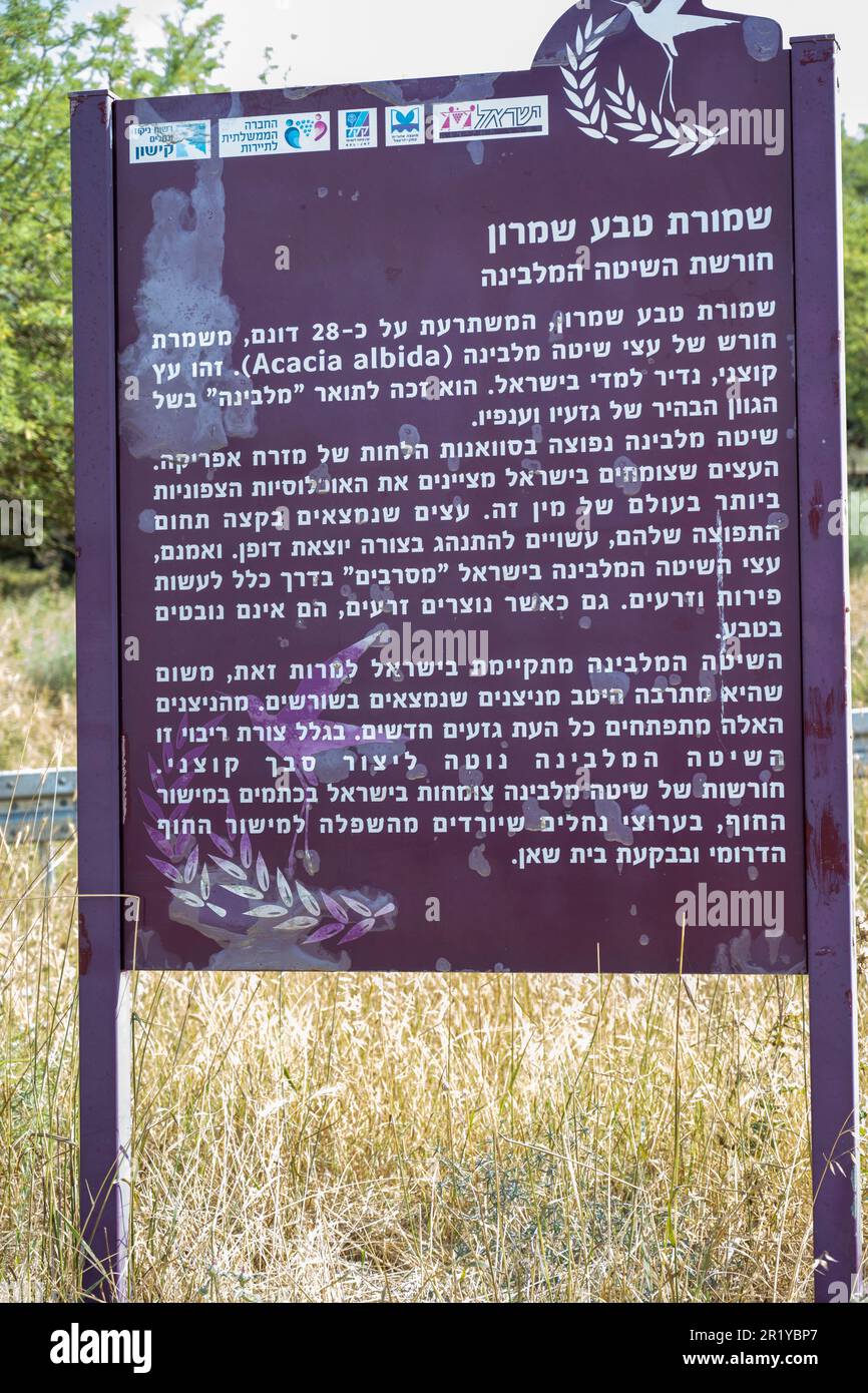 Acacia albida nature Reserve, Jezreel Valley, Israel he Northern ...