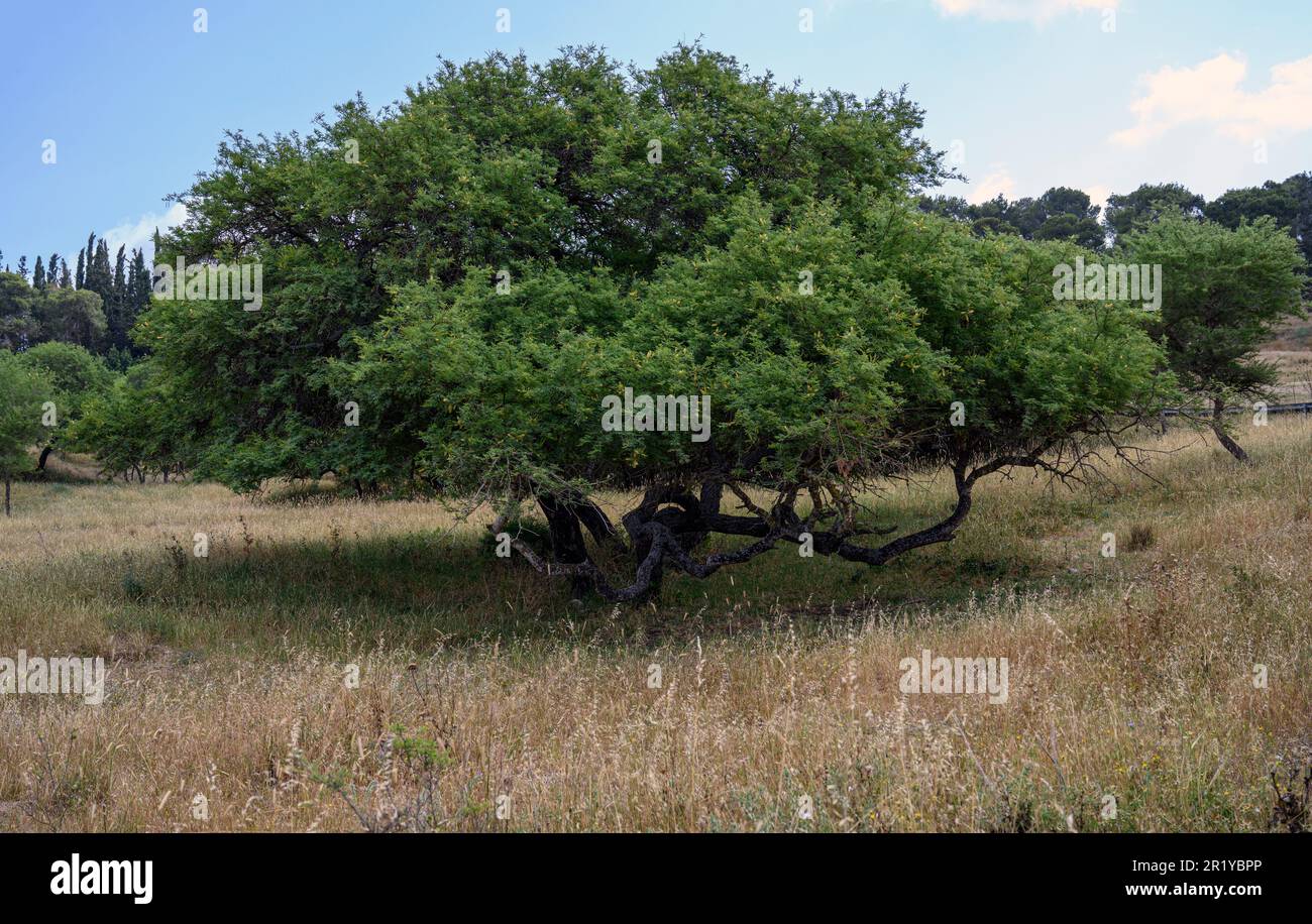 Faidherbia albida formerly Acacia albida. Faidherbia is a genus of ...