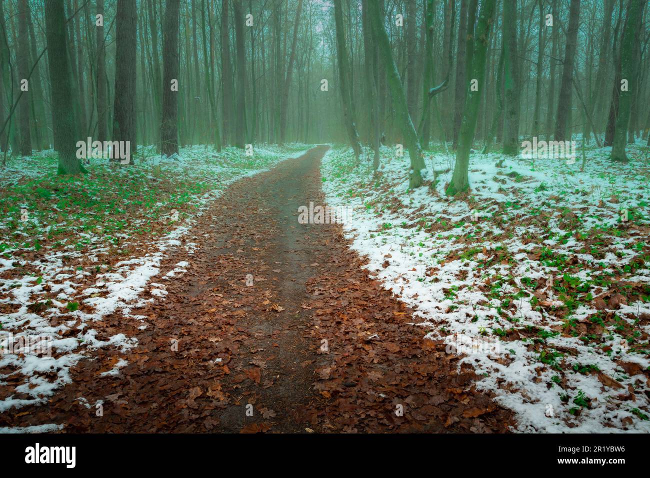 Wet leaves on a path in a snowy and foggy forest, November day, eastern ...