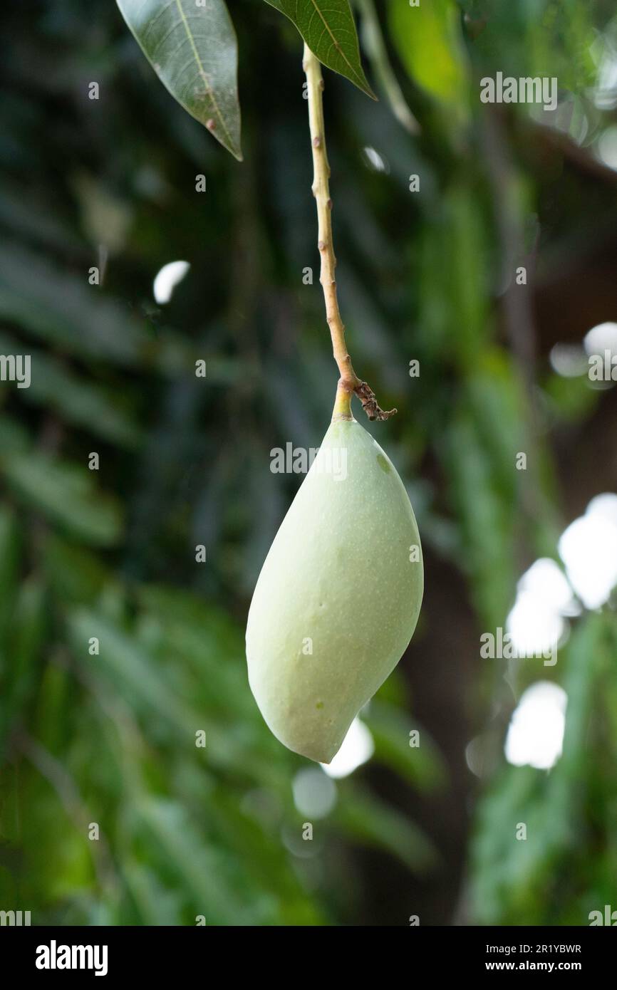 hanging mango tree Stock Photo - Alamy