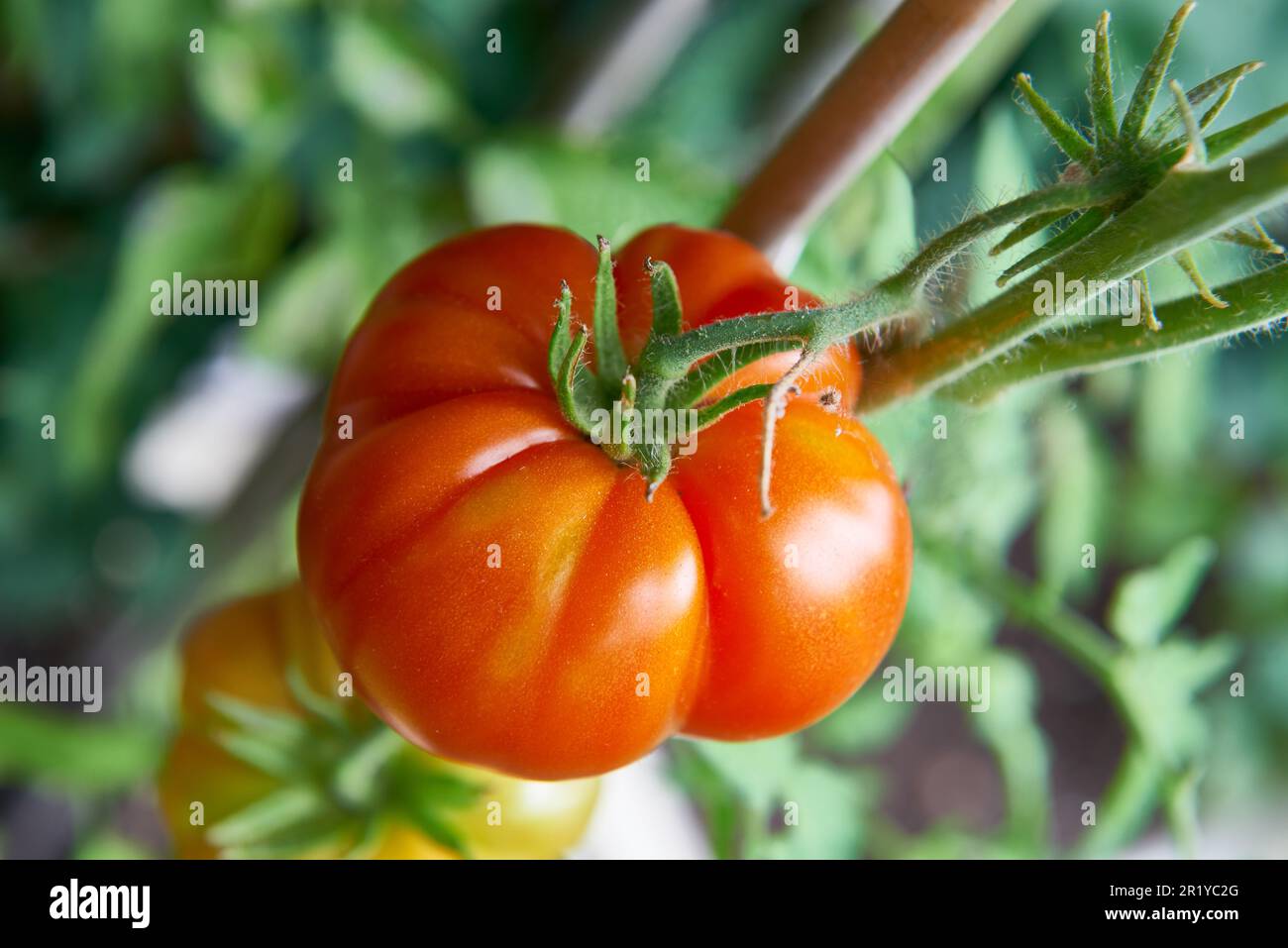 Healthy tomato bush hi-res stock photography and images - Alamy