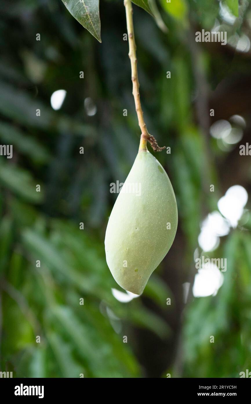 Yellow mango tree hi-res stock photography and images - Alamy