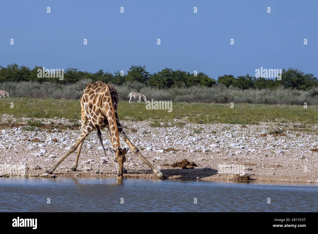Giraffe at a waterhole. Photographed in Etosha National Park, Namibia ...