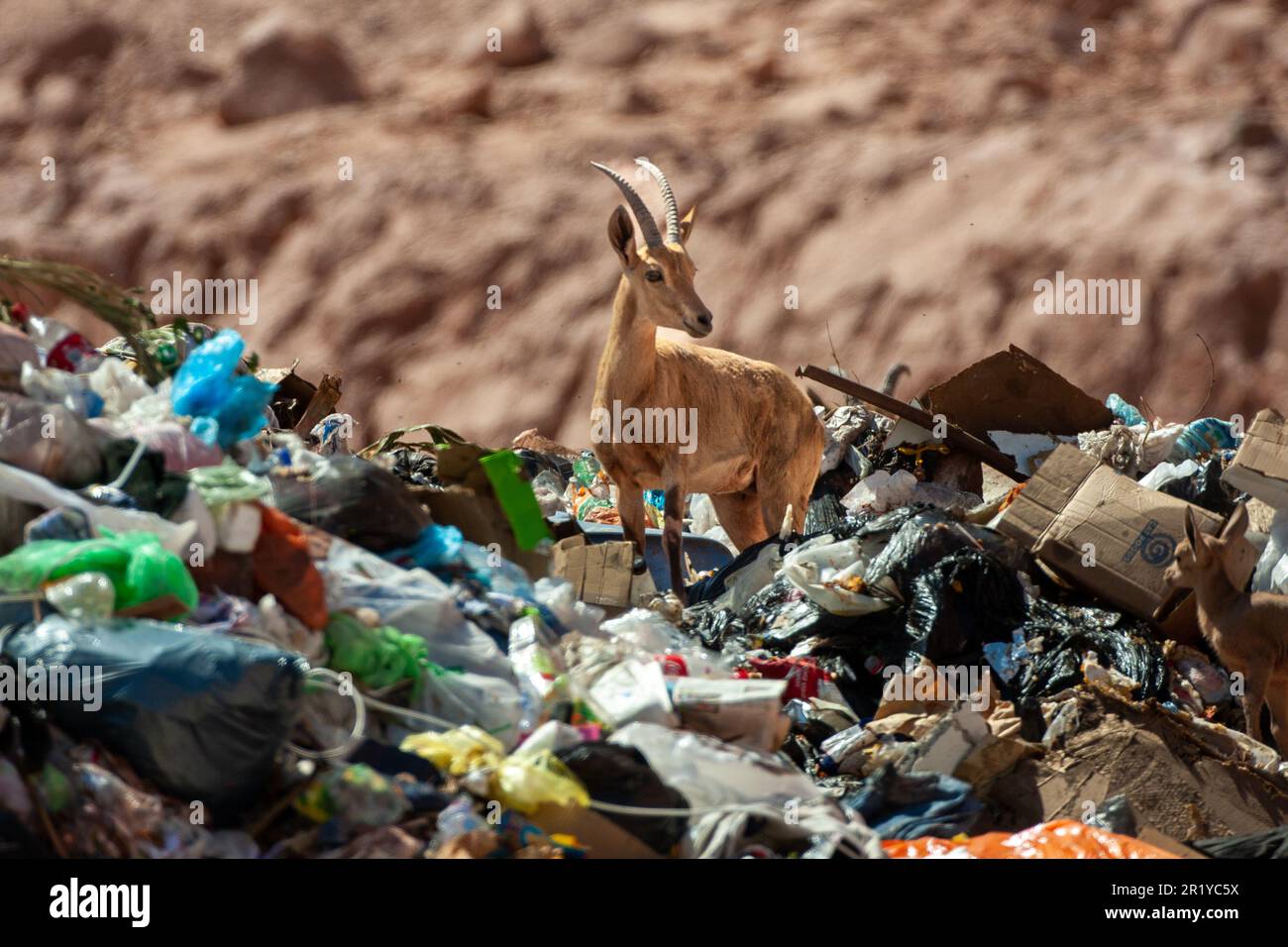 Ibex (Capra ibex nubiana) foraging for food in city dump, photographed ...