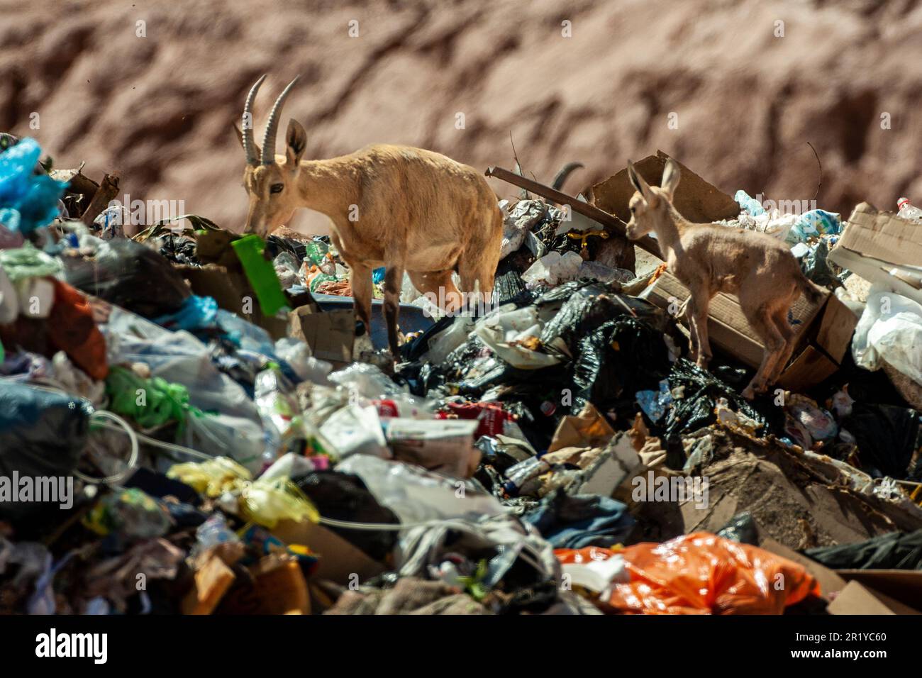 Ibex (Capra ibex nubiana) foraging for food in city dump, photographed ...