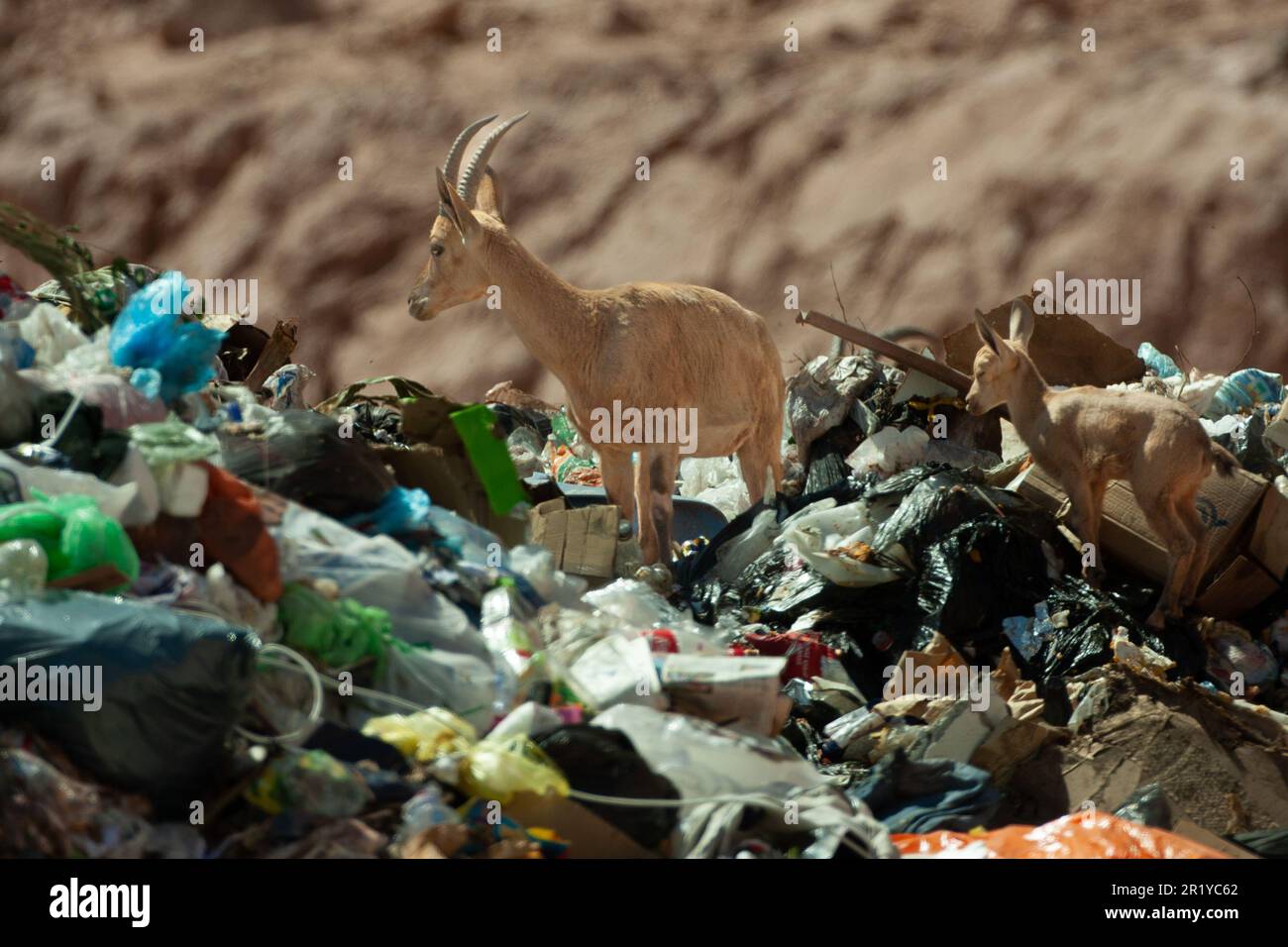 Ibex (Capra ibex nubiana) foraging for food in city dump, photographed ...