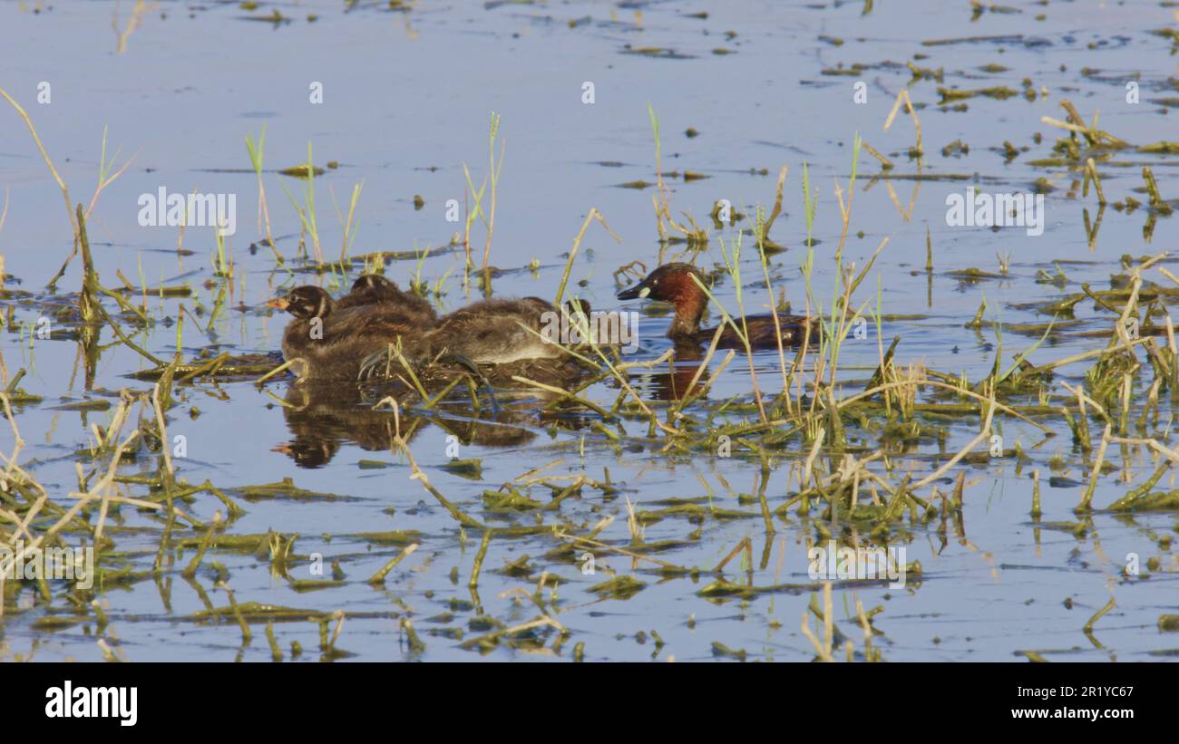 Little Grebe (Tachybaptus ruficollis) with chicks nesting in a pond ...