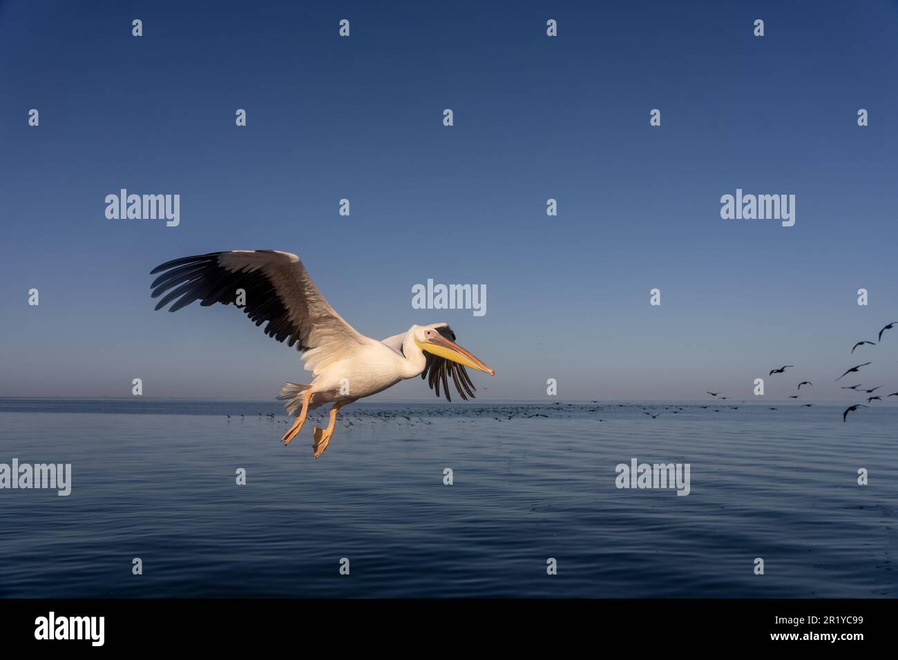 Pelican (Pelecanus onocrotalus) flying near the coast of Namibia in ...
