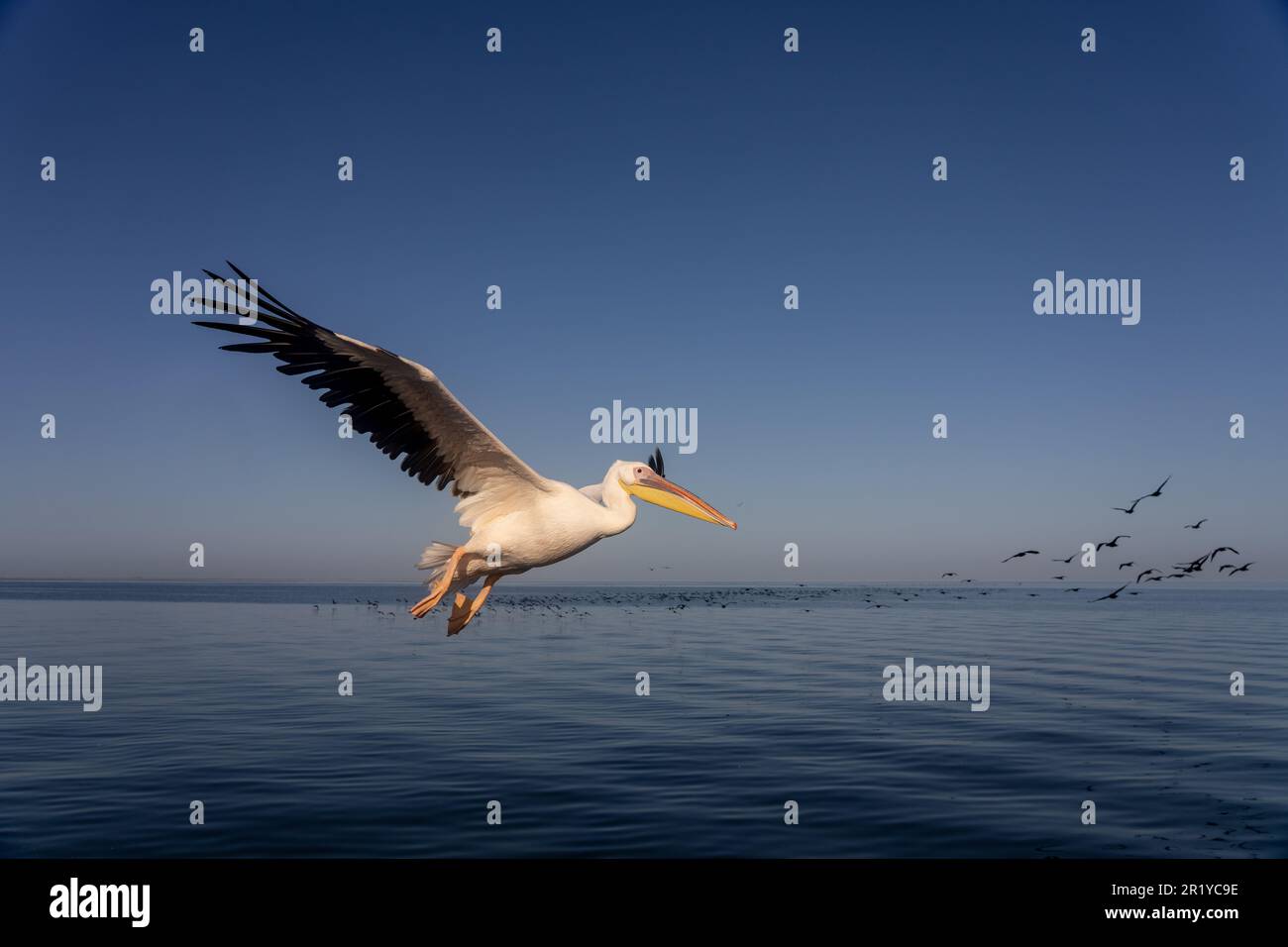 Pelican (Pelecanus onocrotalus) flying near the coast of Namibia in ...