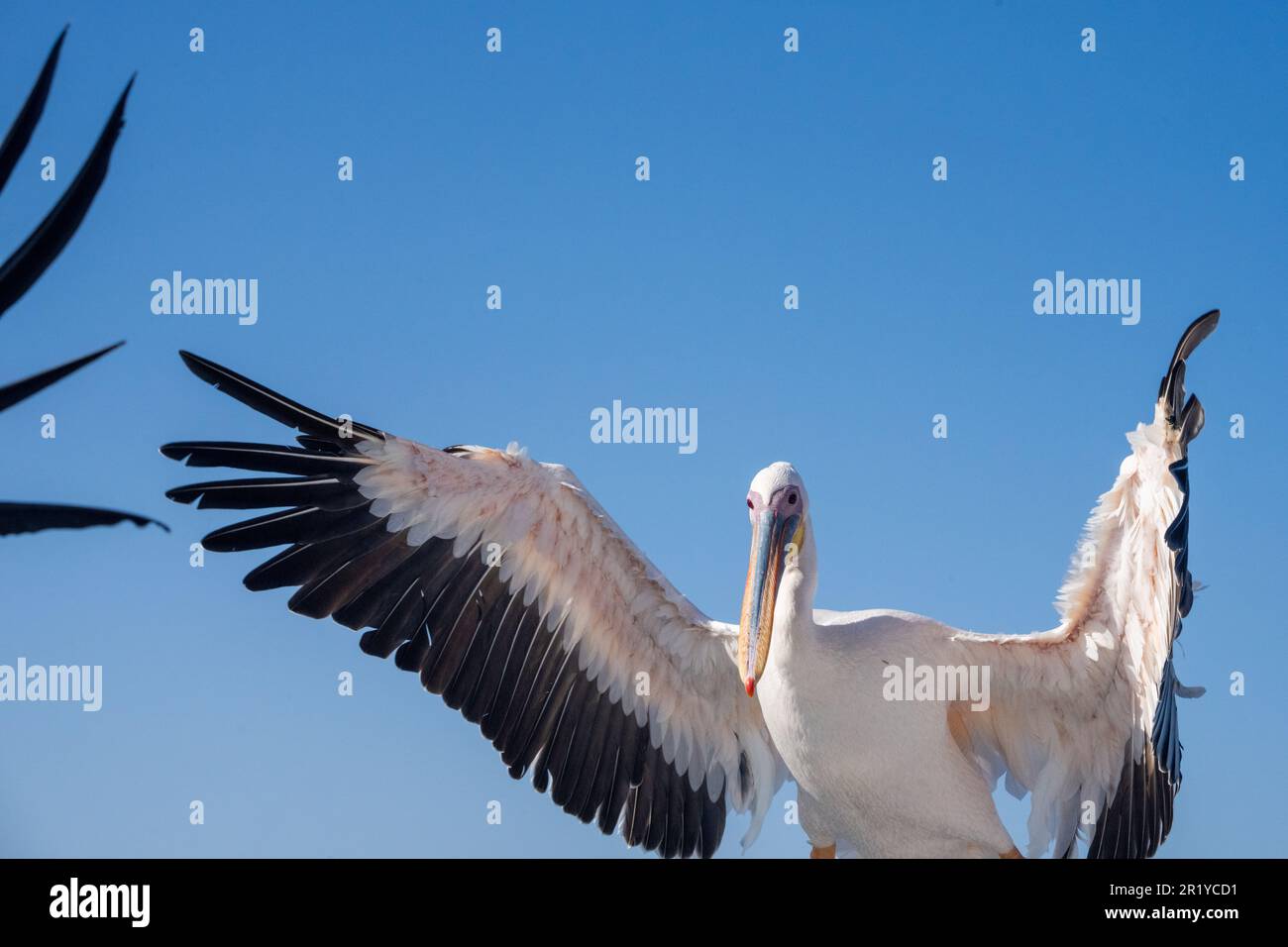 Pelican (Pelecanus onocrotalus) flying near the coast of Namibia in ...