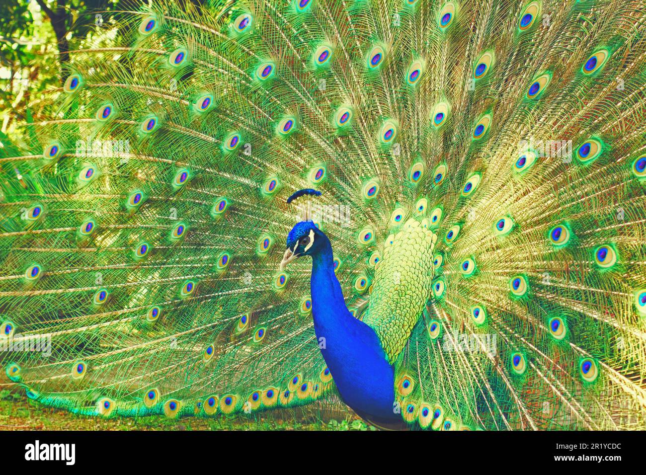 Beautiful peacock male showing its bright colors Stock Photo - Alamy