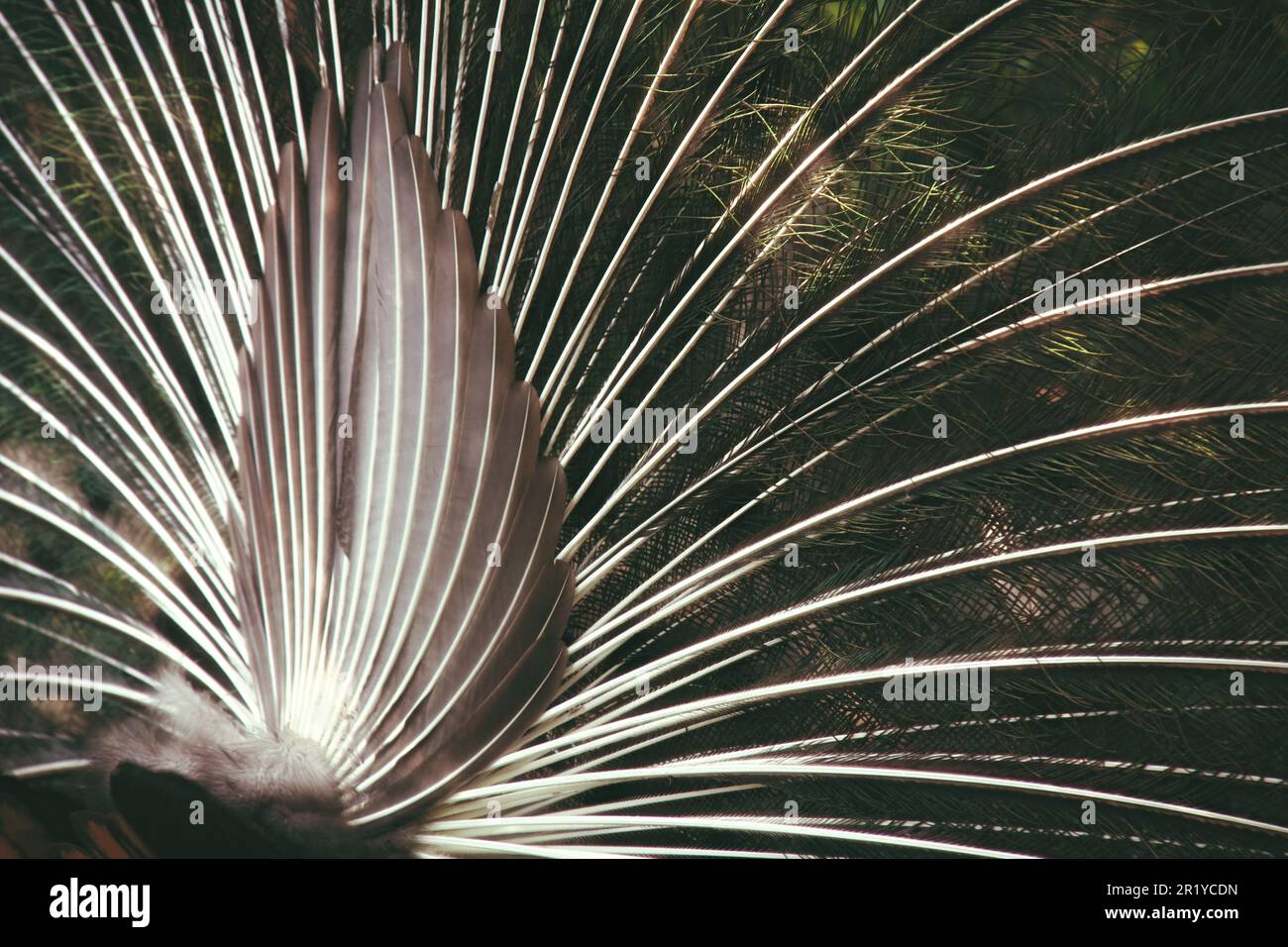 Back view of a peacock with its beautiful feathers Stock Photo - Alamy
