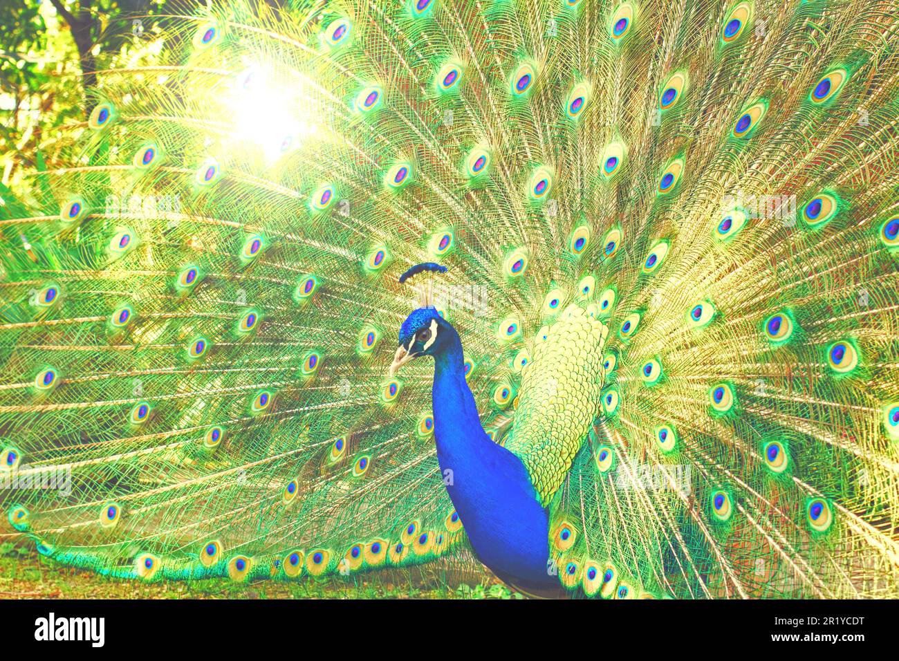Erected feathers hi-res stock photography and images - Alamy