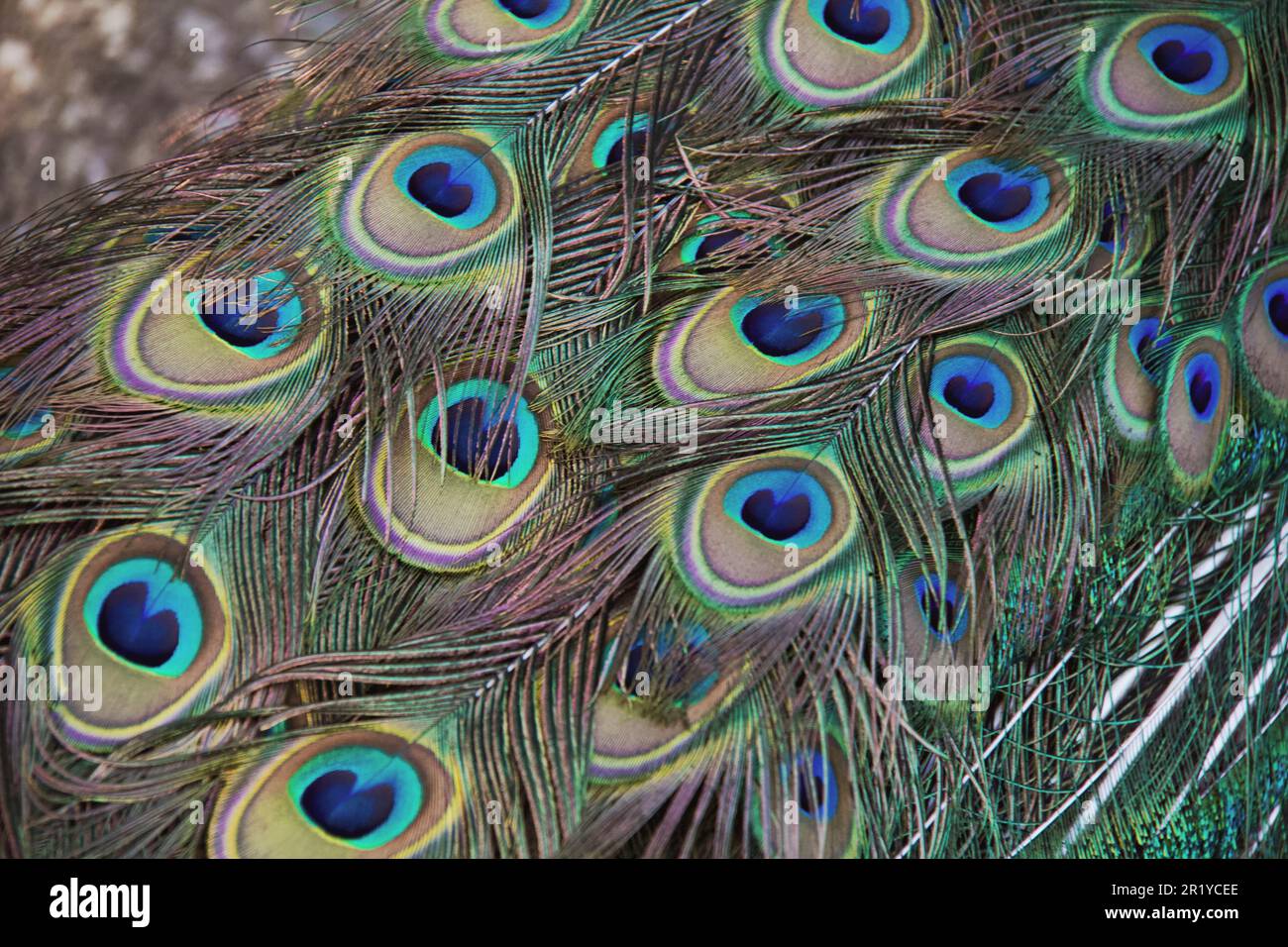 Shot of a beautiful tale of a male peacock Stock Photo - Alamy