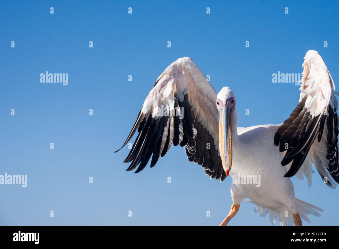 Pelican (Pelecanus onocrotalus) flying near the coast of Namibia in ...