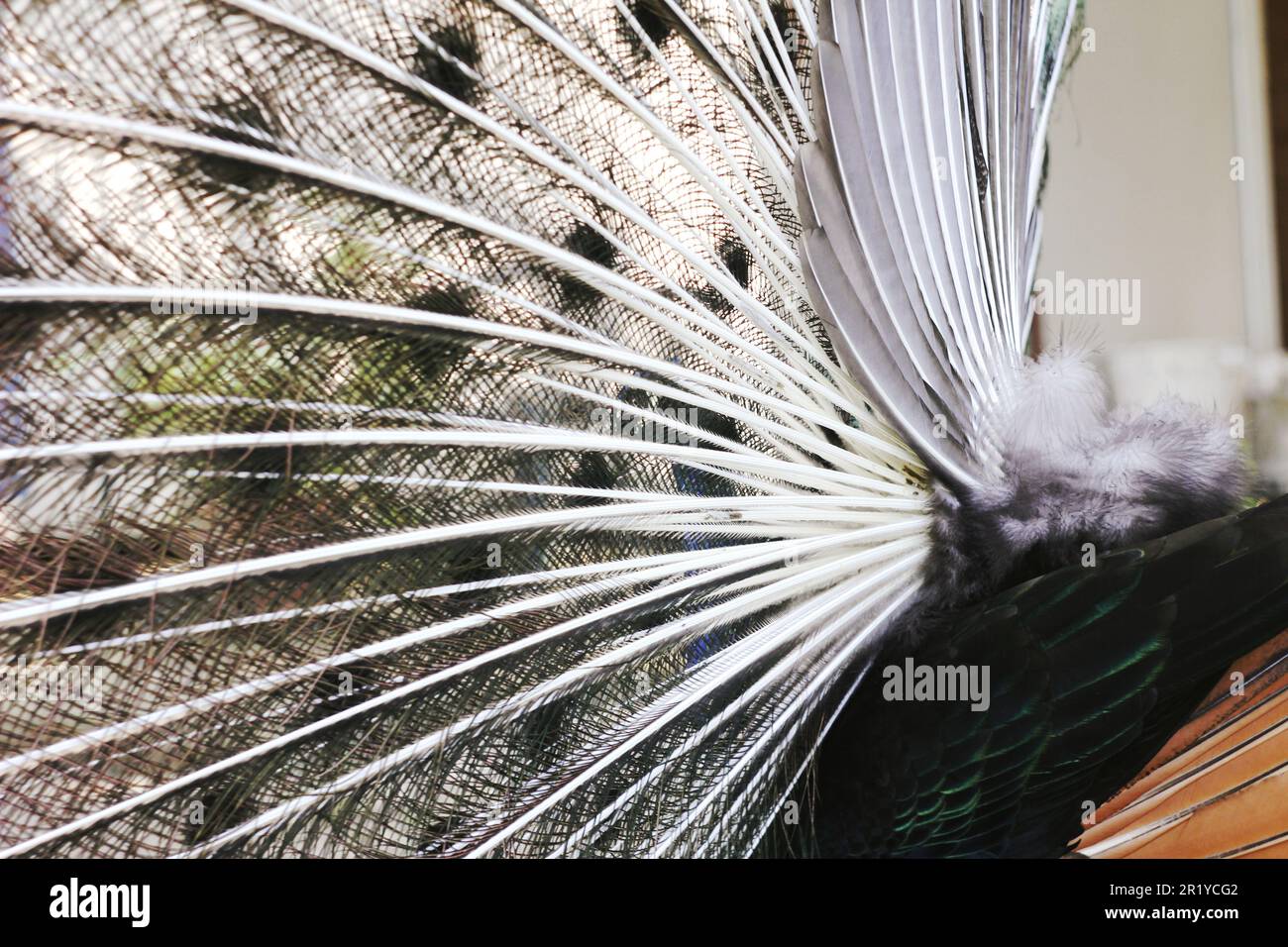 Back view of a peacock with its beautiful feathers Stock Photo - Alamy
