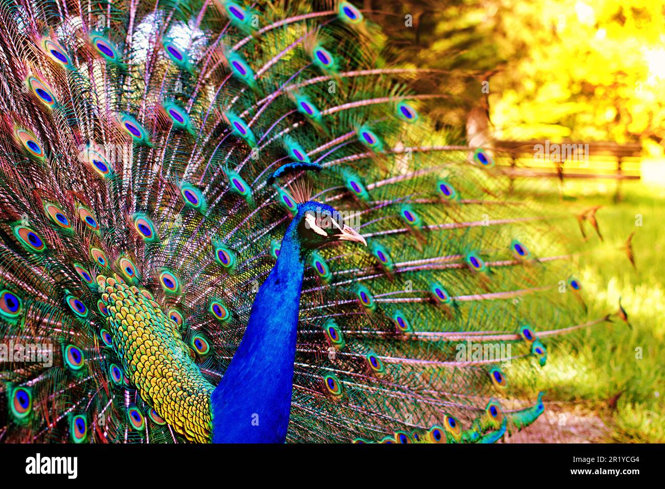 Beautiful peacock male at sunset showing its bright colors Stock Photo ...