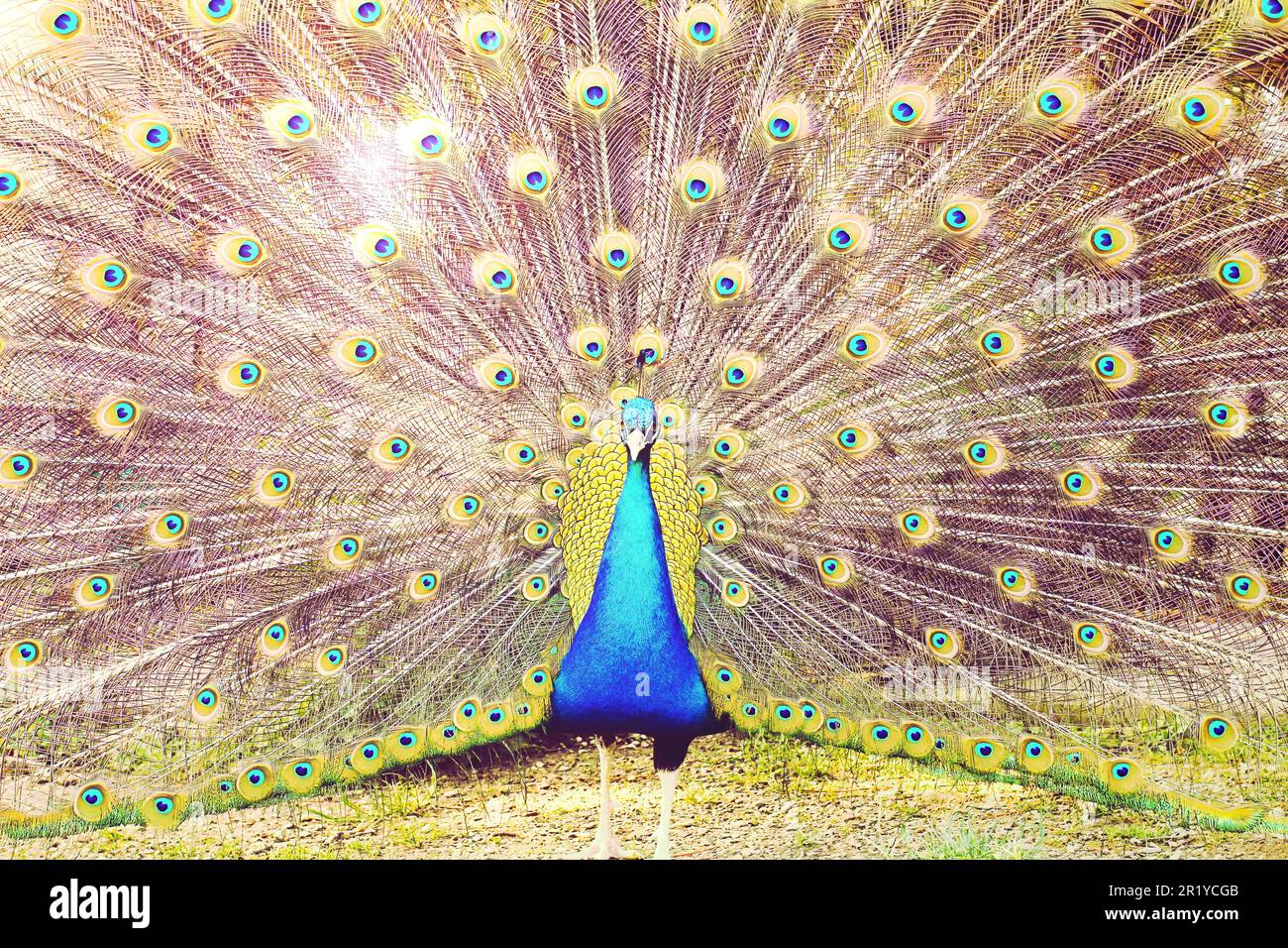 Flare neck hi-res stock photography and images - Alamy