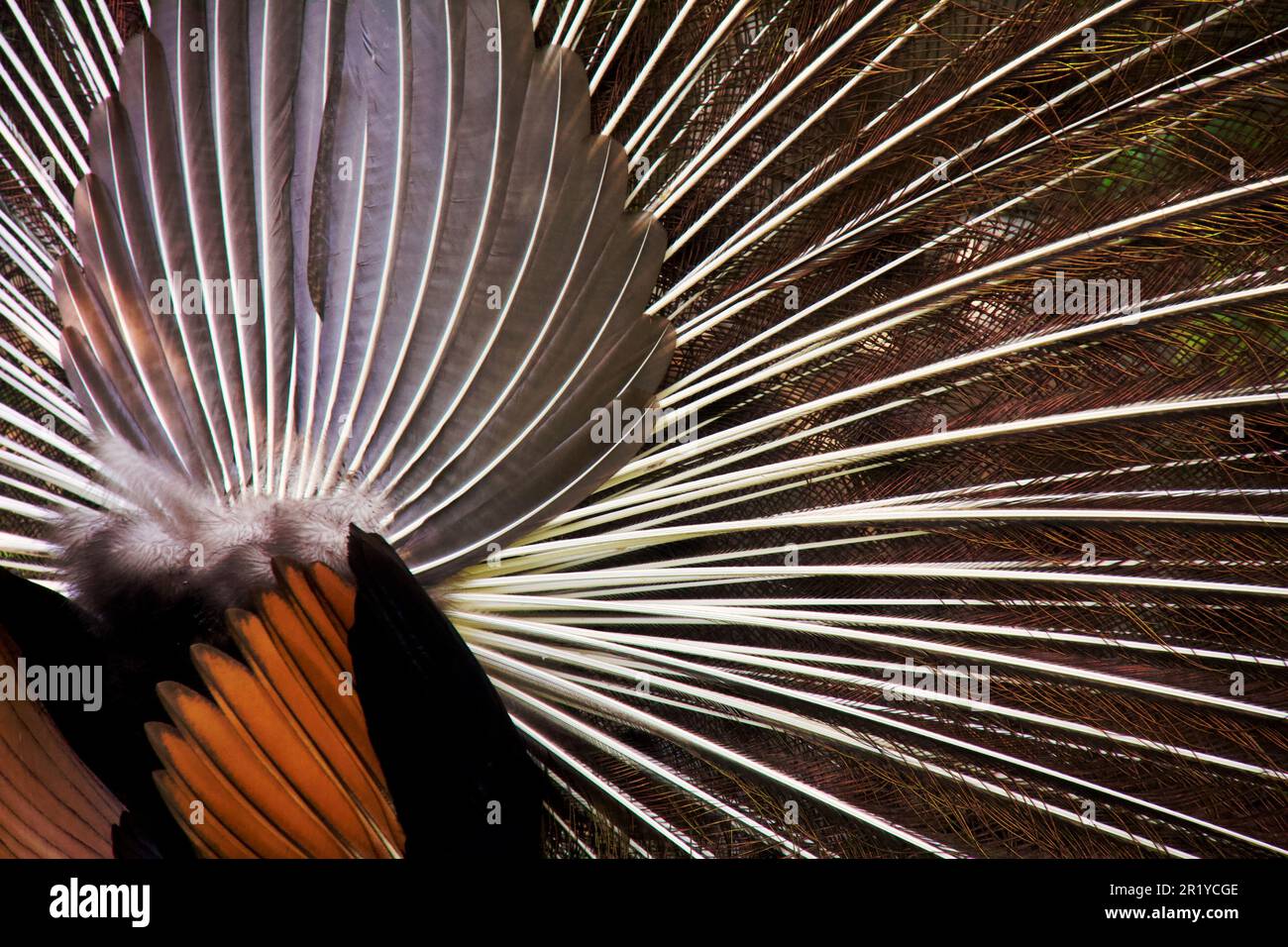 Back view of a peacock with its beautiful feathers Stock Photo - Alamy