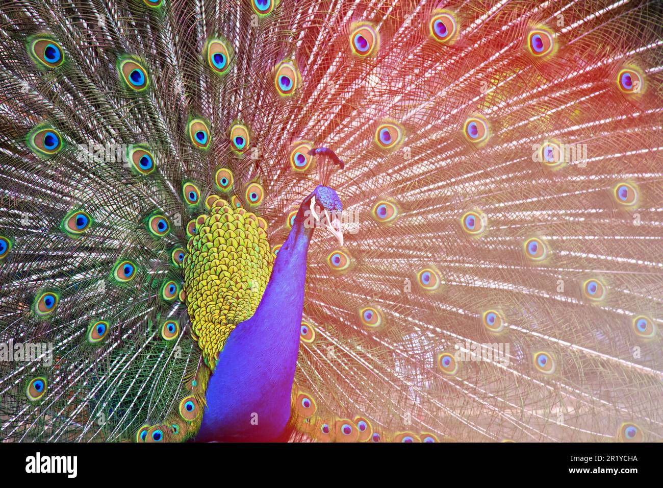 Peacock facing hi-res stock photography and images - Alamy