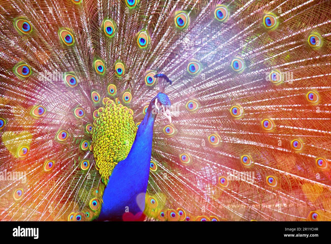 Beautiful peacock with bright colors and heart loving flare light ...