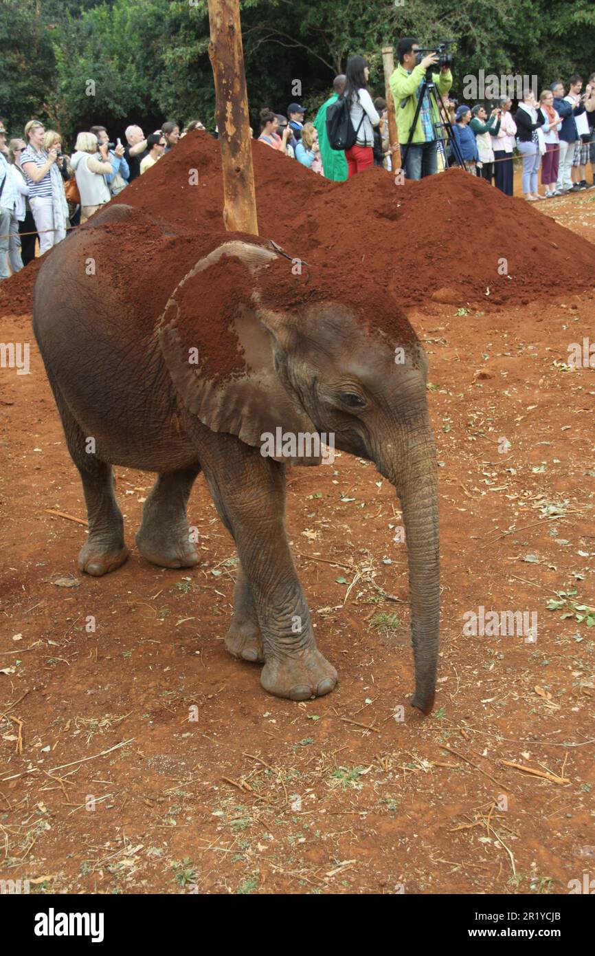 A young elephant calf being bottle fed with milk at the David Sheldrick ...