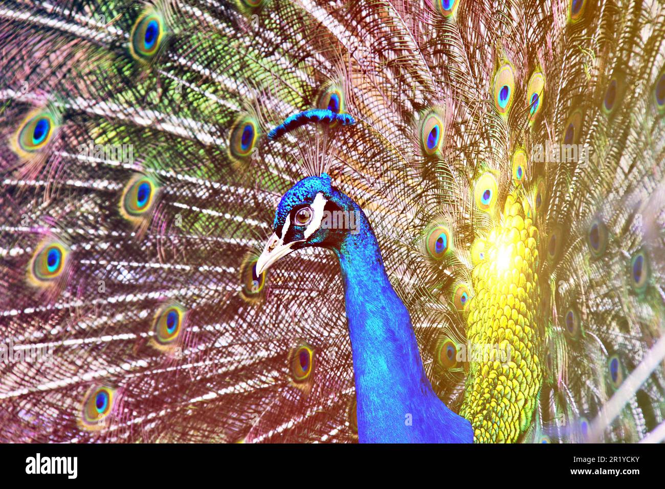 Male eye bright light hi-res stock photography and images - Alamy