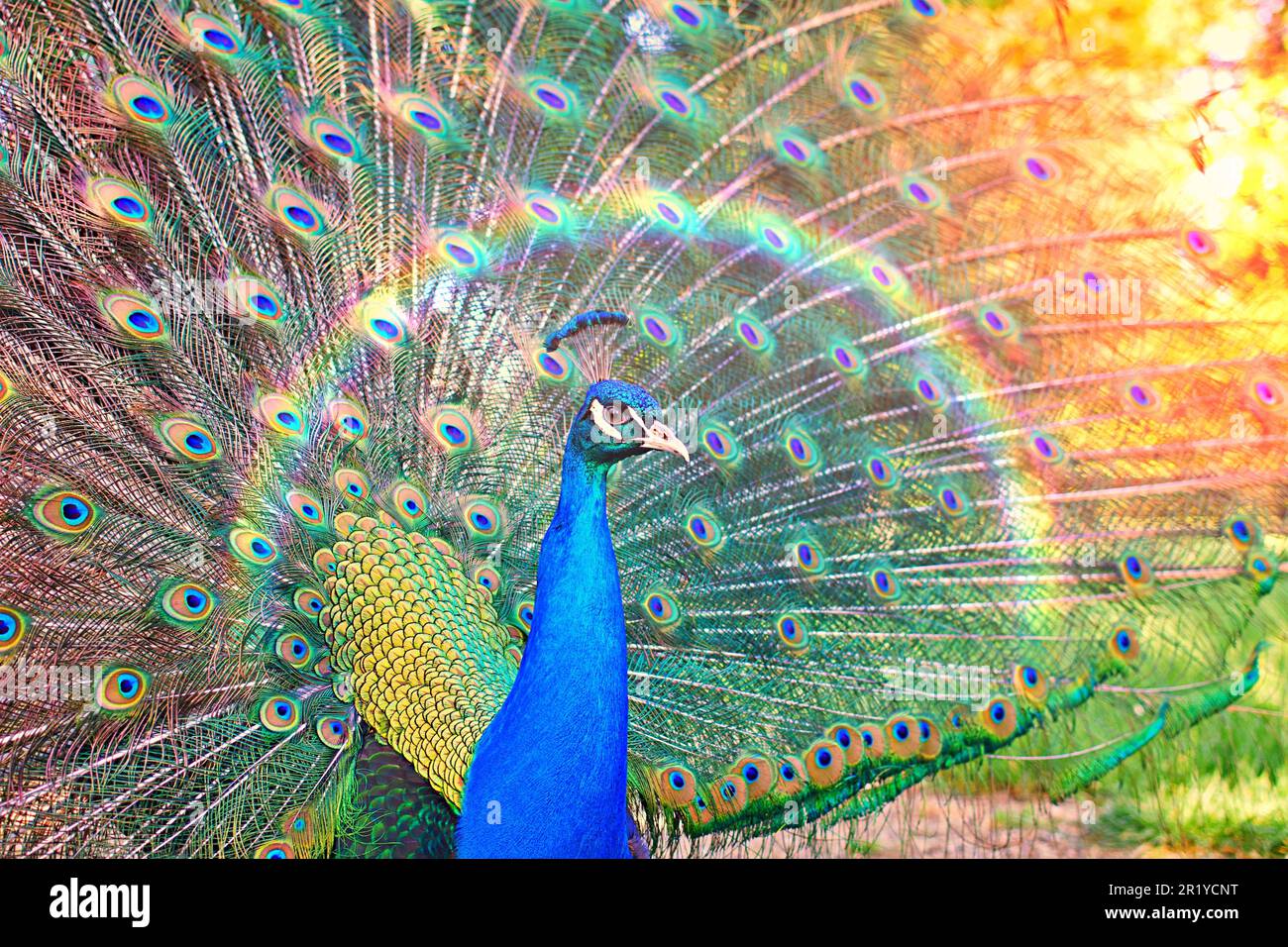 Rainbow Peacocks Birds