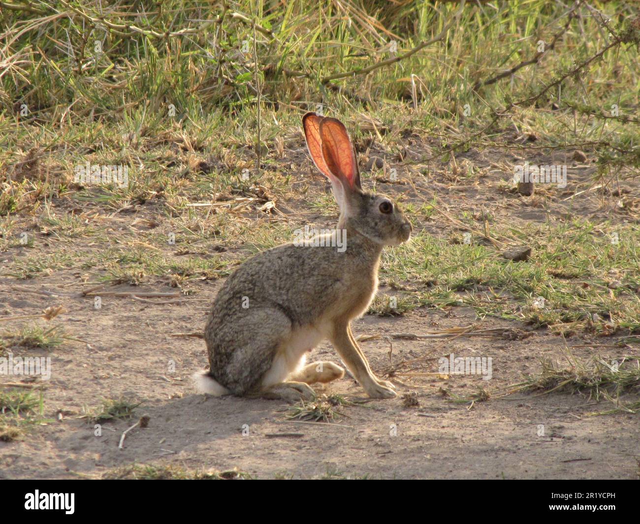 African savanna hare (Lepus microtis) Photographed at Serengeti ...