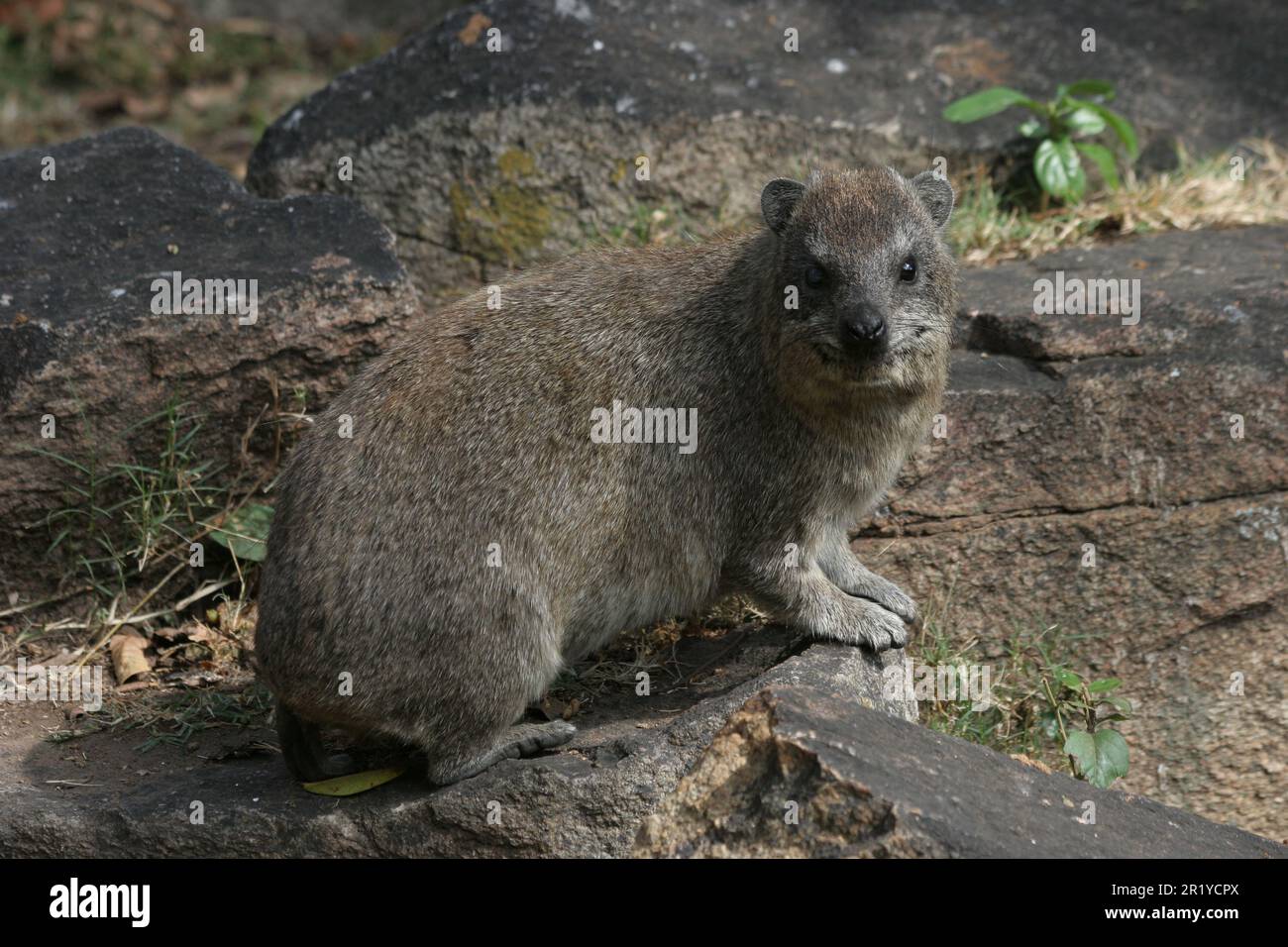 Rock hyraxes, Procavia capensis, on rocks. Large colonies of these ...