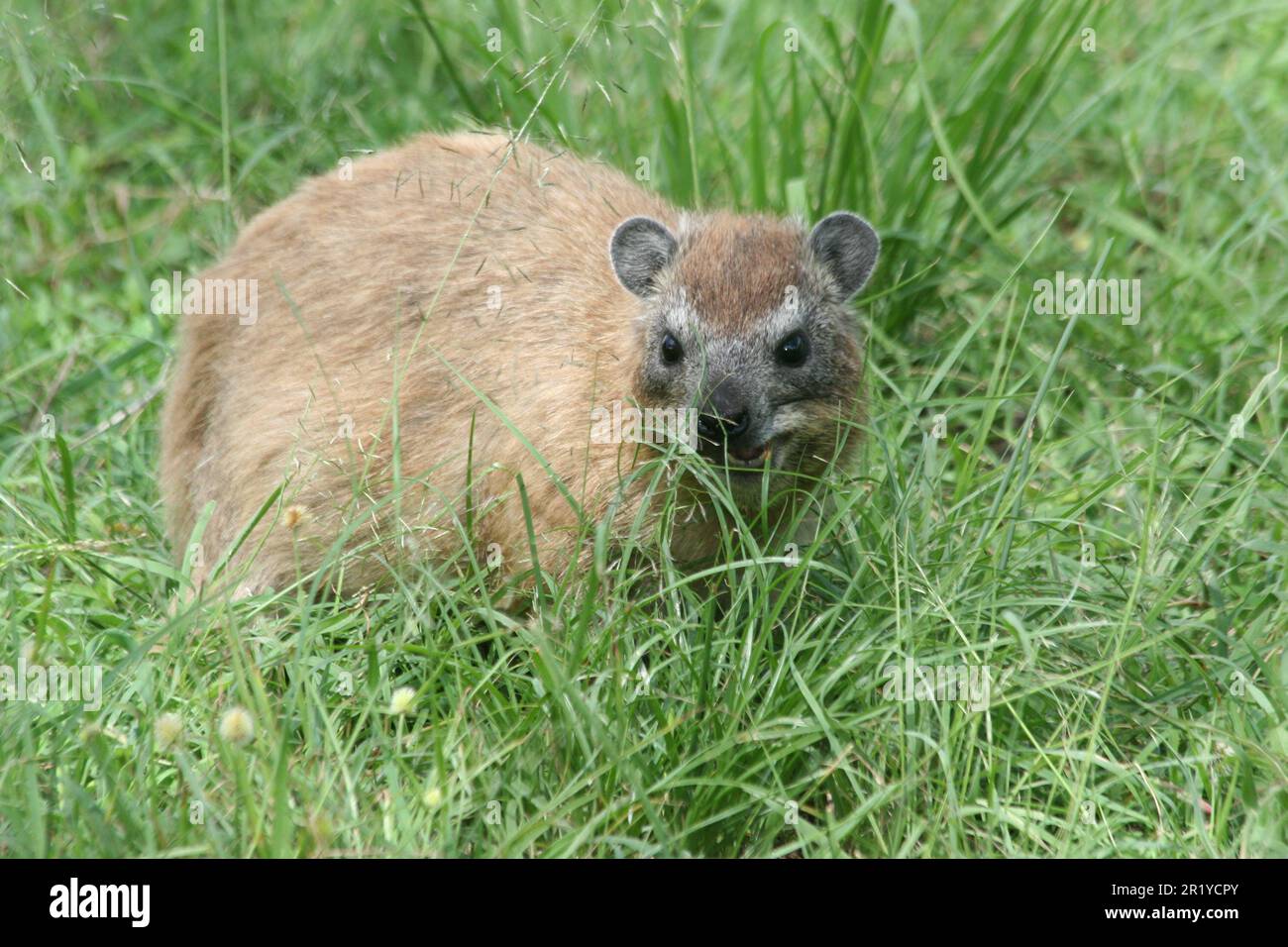 Tanzania Rock Hyrax (Procavia capensis Stock Photo - Alamy