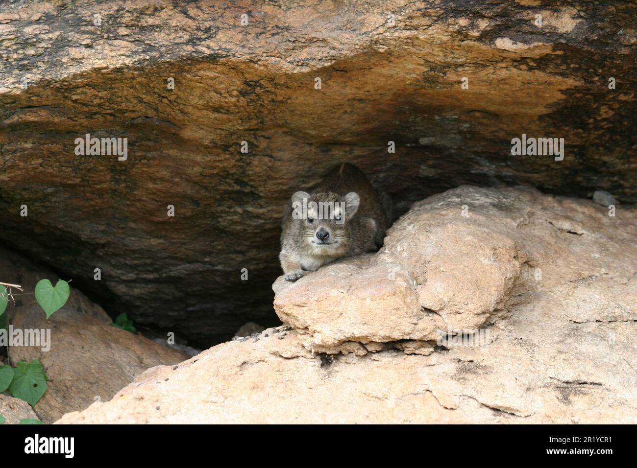 Rock hyraxes, Procavia capensis, on rocks. Large colonies of these ...