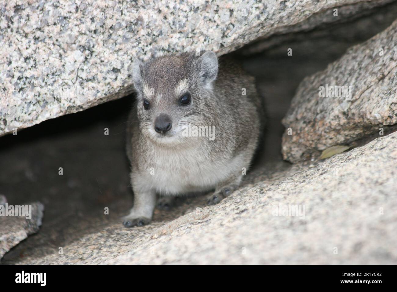 Rock hyraxes, Procavia capensis, on rocks. Large colonies of these ...