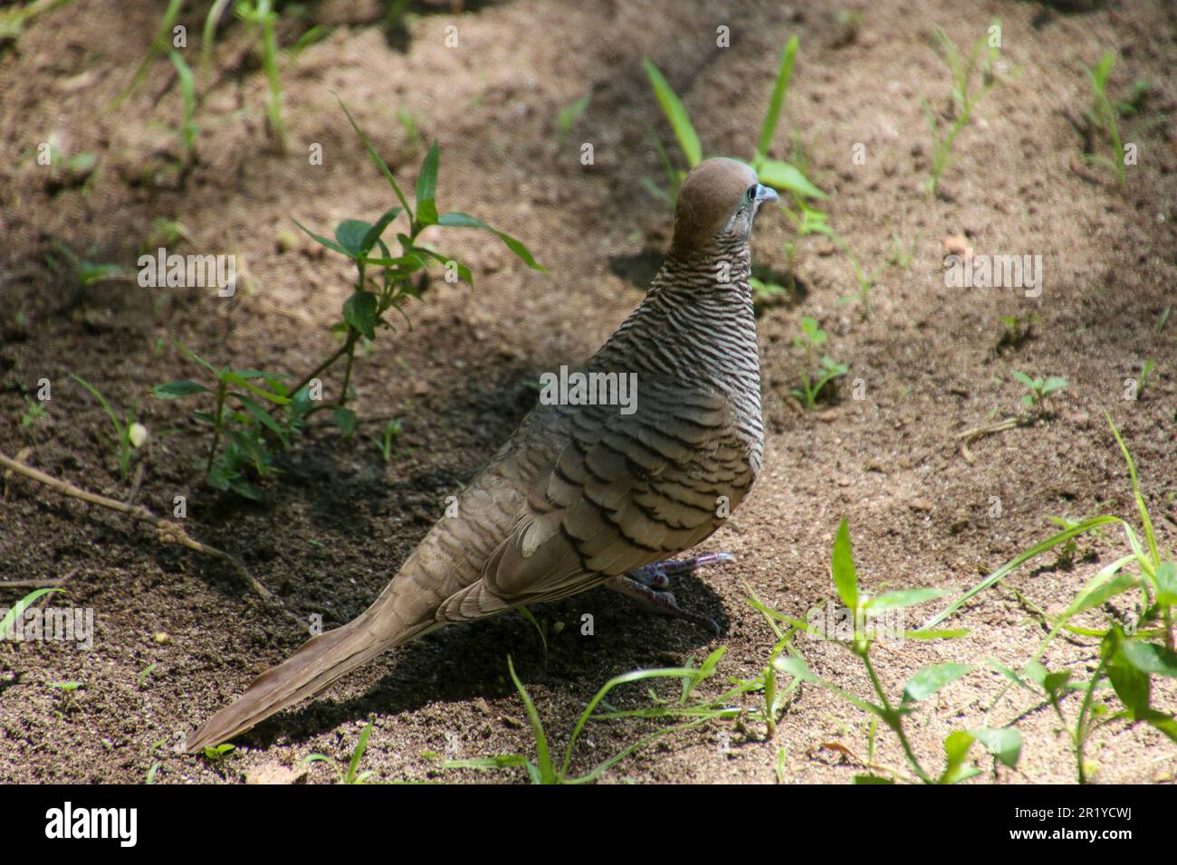 Zebra dove (Geopelia striata) also known as the barred ground dove, or ...