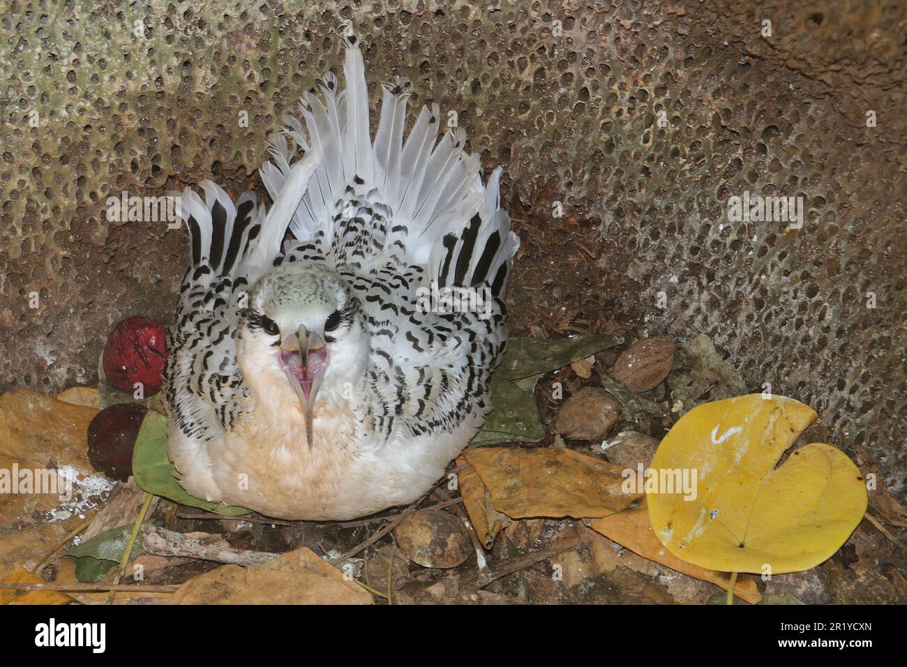 White-tailed tropicbird (Phaethon lepturus) fledgling in a nest ...