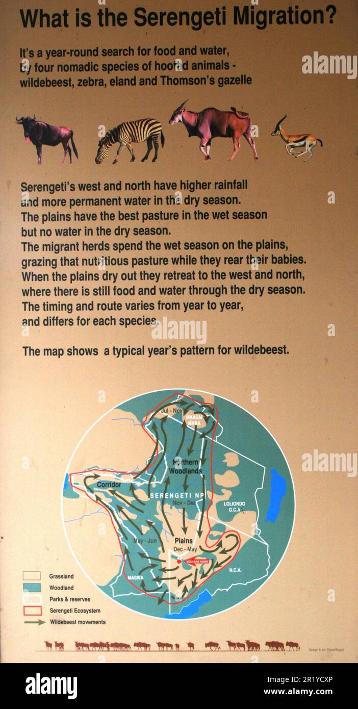 The Annual Serengeti Migration, a year round search for food and water ...