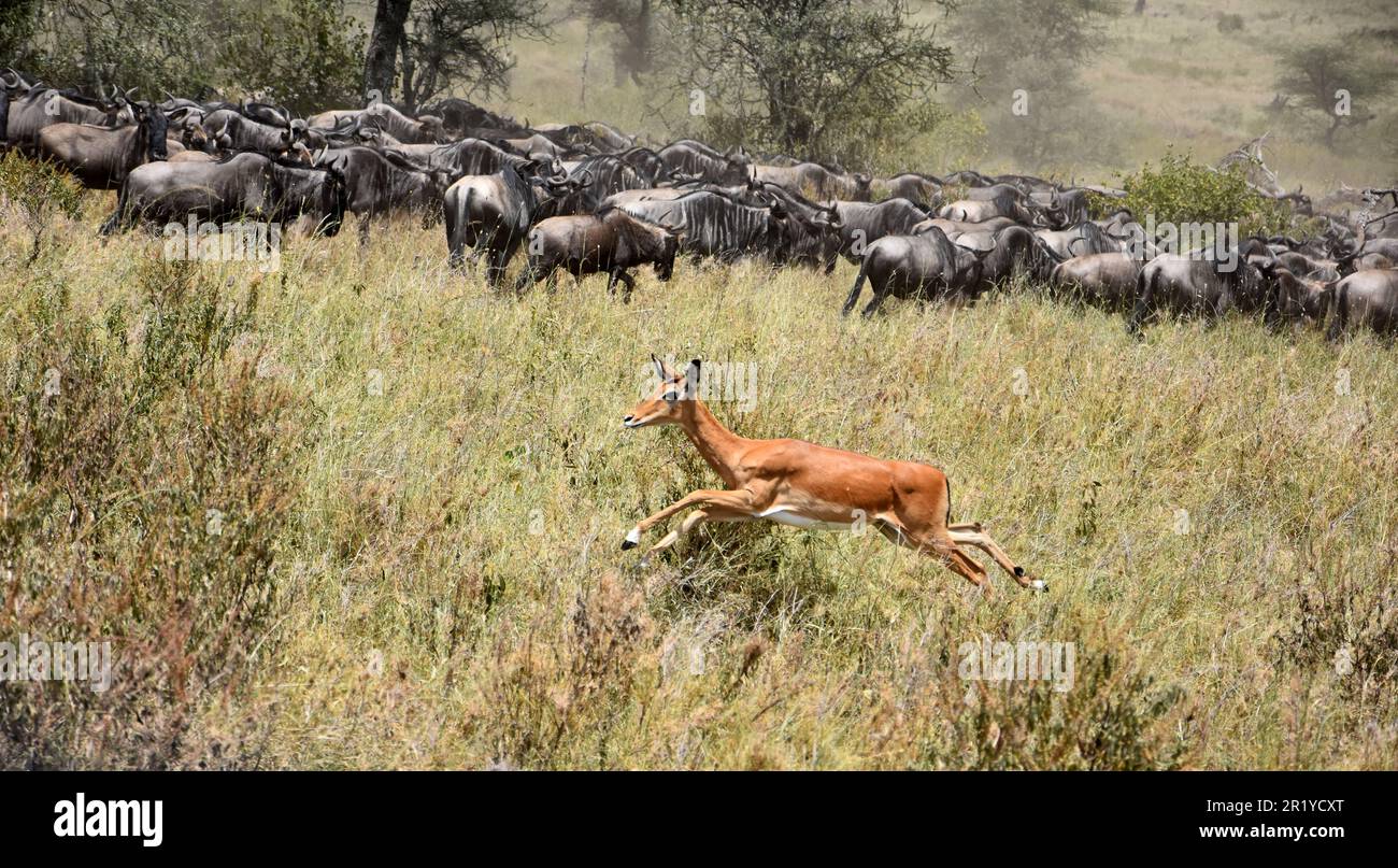 The Annual Serengeti Migration, a year round search for food and water ...