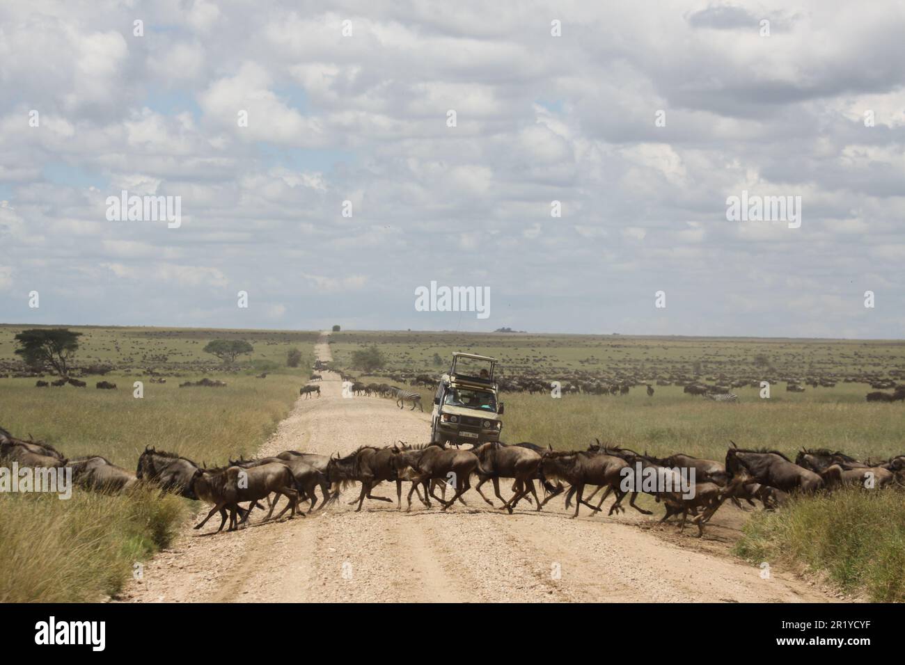 The Annual Serengeti Migration, a year round search for food and water ...